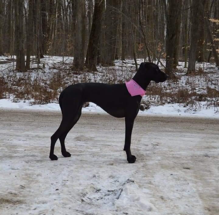 De Leon Danes in New York | Great Dane puppies | Good Dog