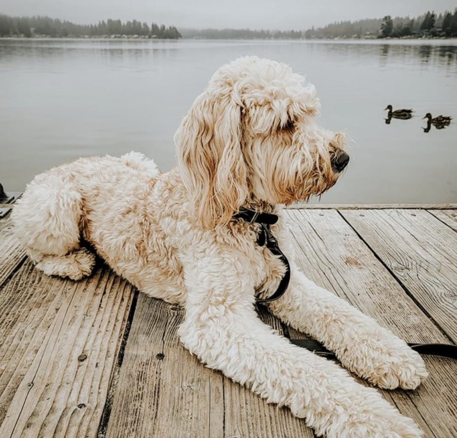Big Top Doodles in Washington | Goldendoodle and Double Doodle puppies ...