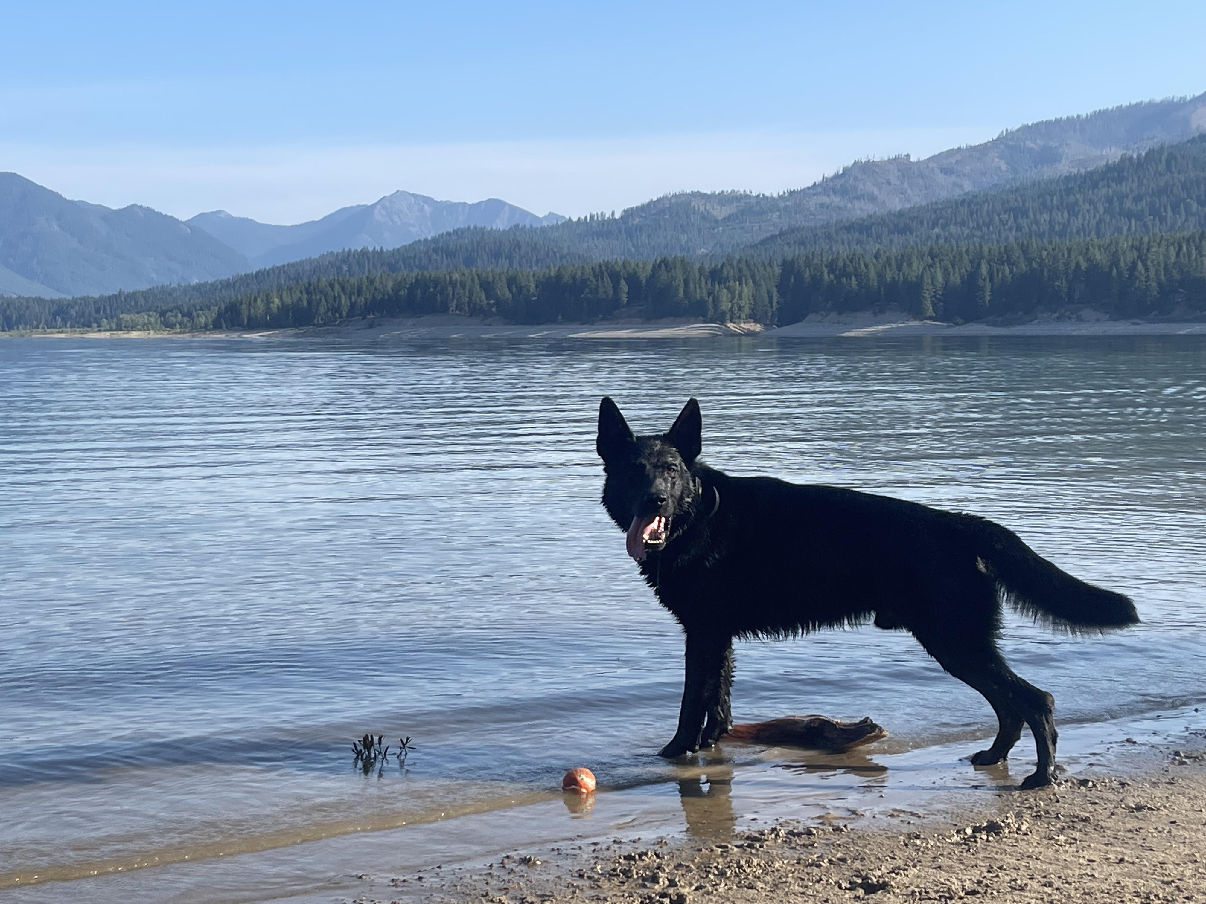 Von Lamber German Shepherds in Washington | German Shepherd puppies ...