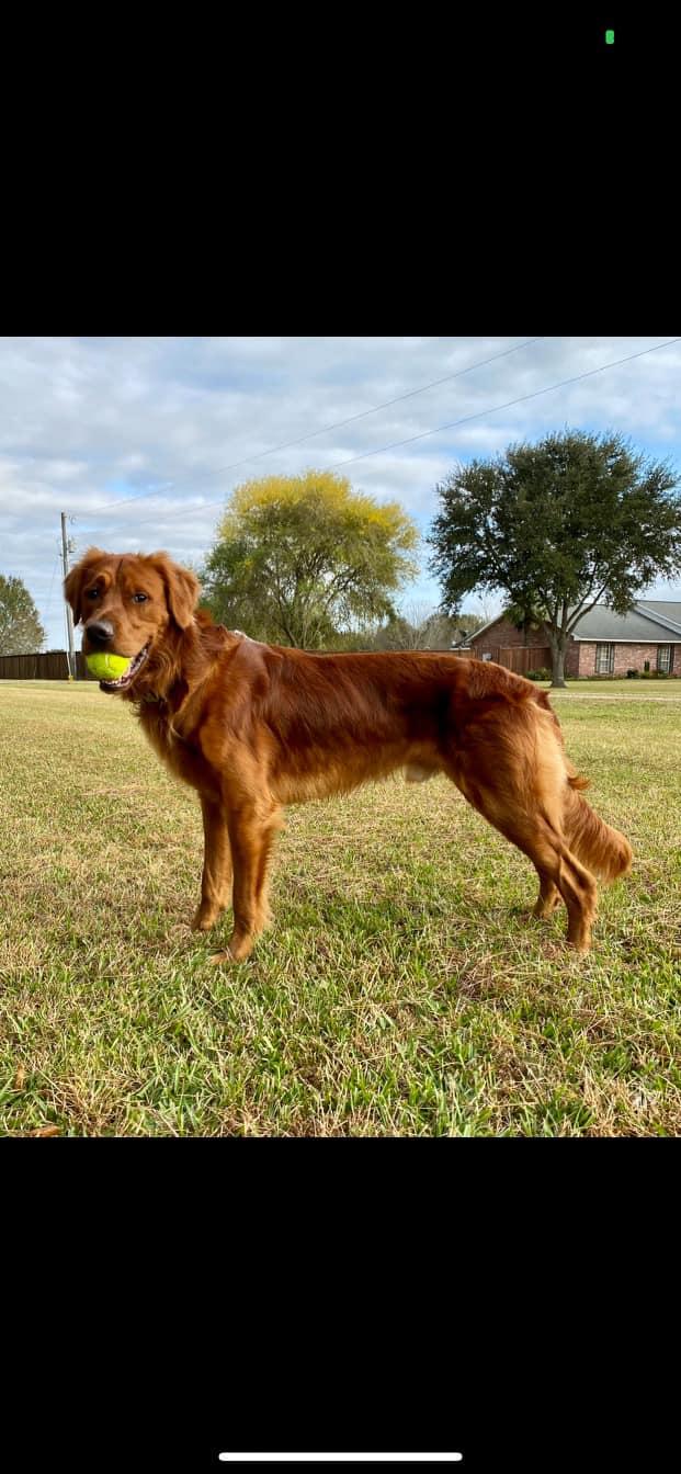 Acadiana Goldens & Doodles in Louisiana | Goldendoodle puppies | Good Dog