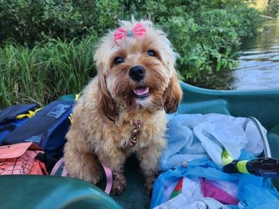Fluffy Fawn in Washington | Cavapoo, Labradoodle, Maltese, Maltipoo ...