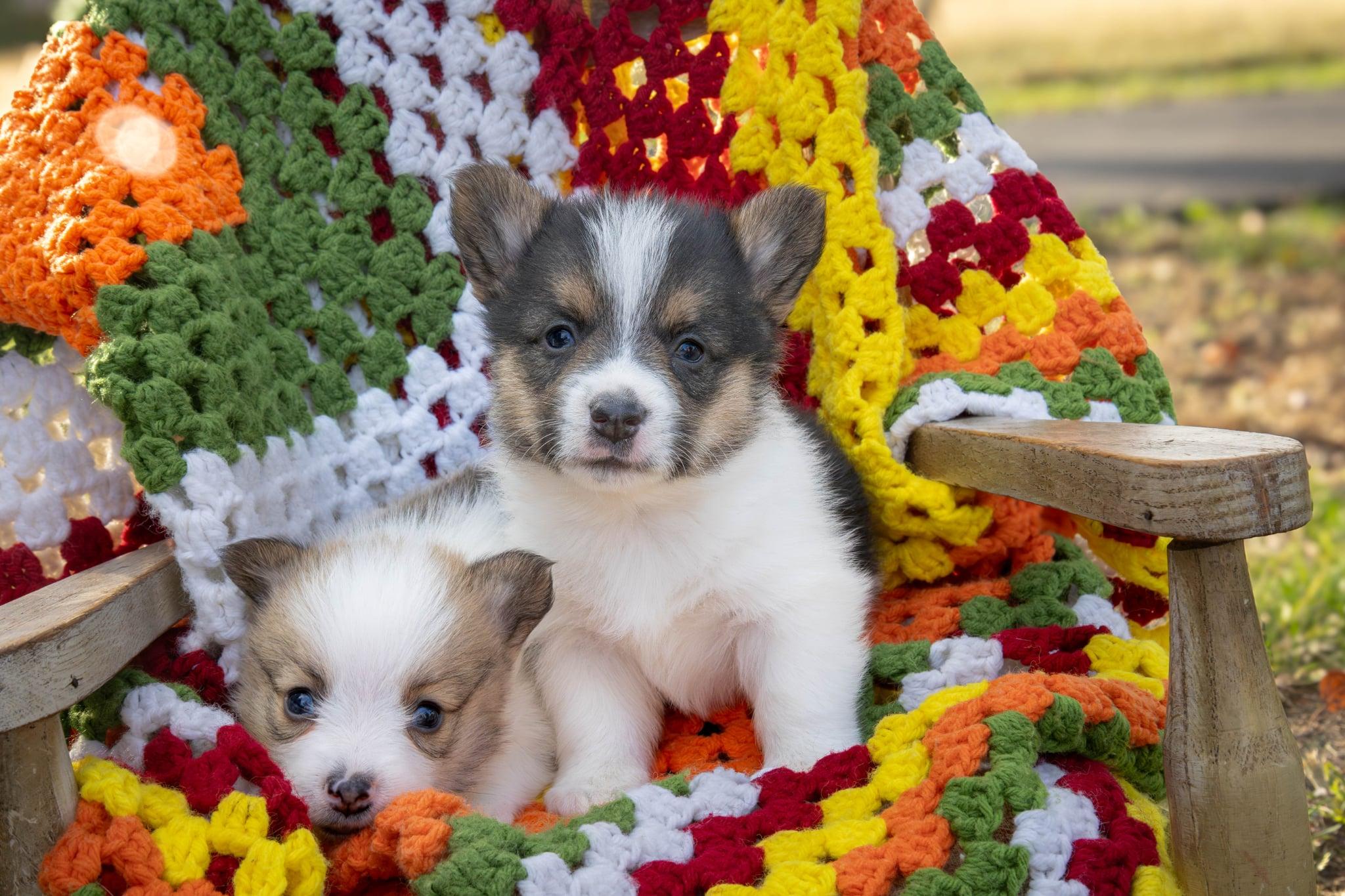 Millerbaughs Country Corgis in Illinois | Pembroke Welsh Corgi puppies ...