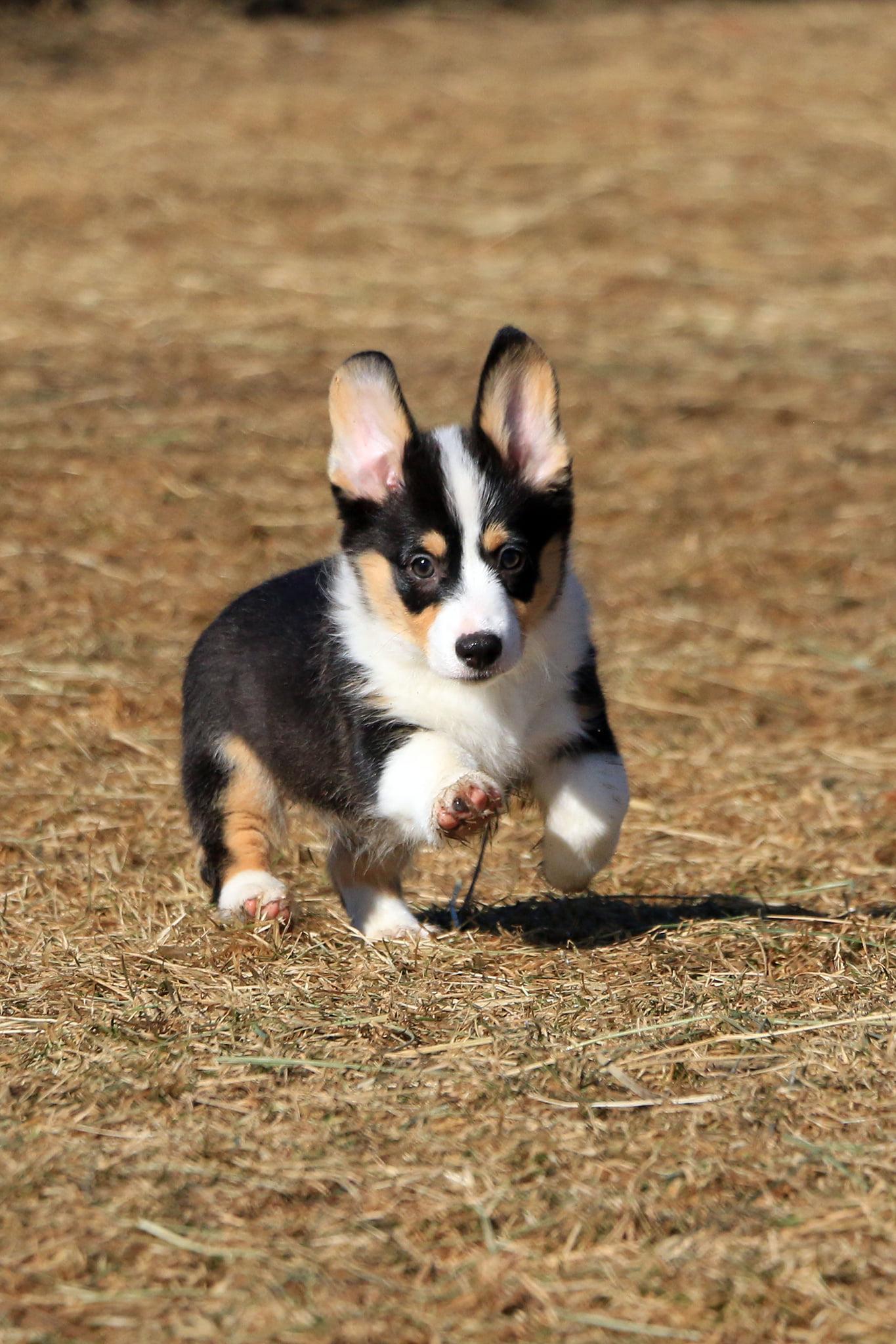 Starkey's Corgis in Washington | Pembroke Welsh Corgi puppies | Good Dog