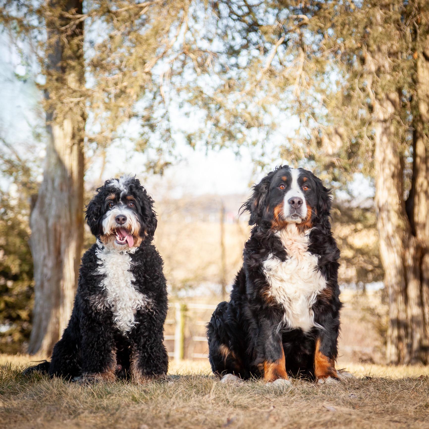 Gentle Giant Bernedoodles in Indiana | Bernedoodle puppies | Good Dog