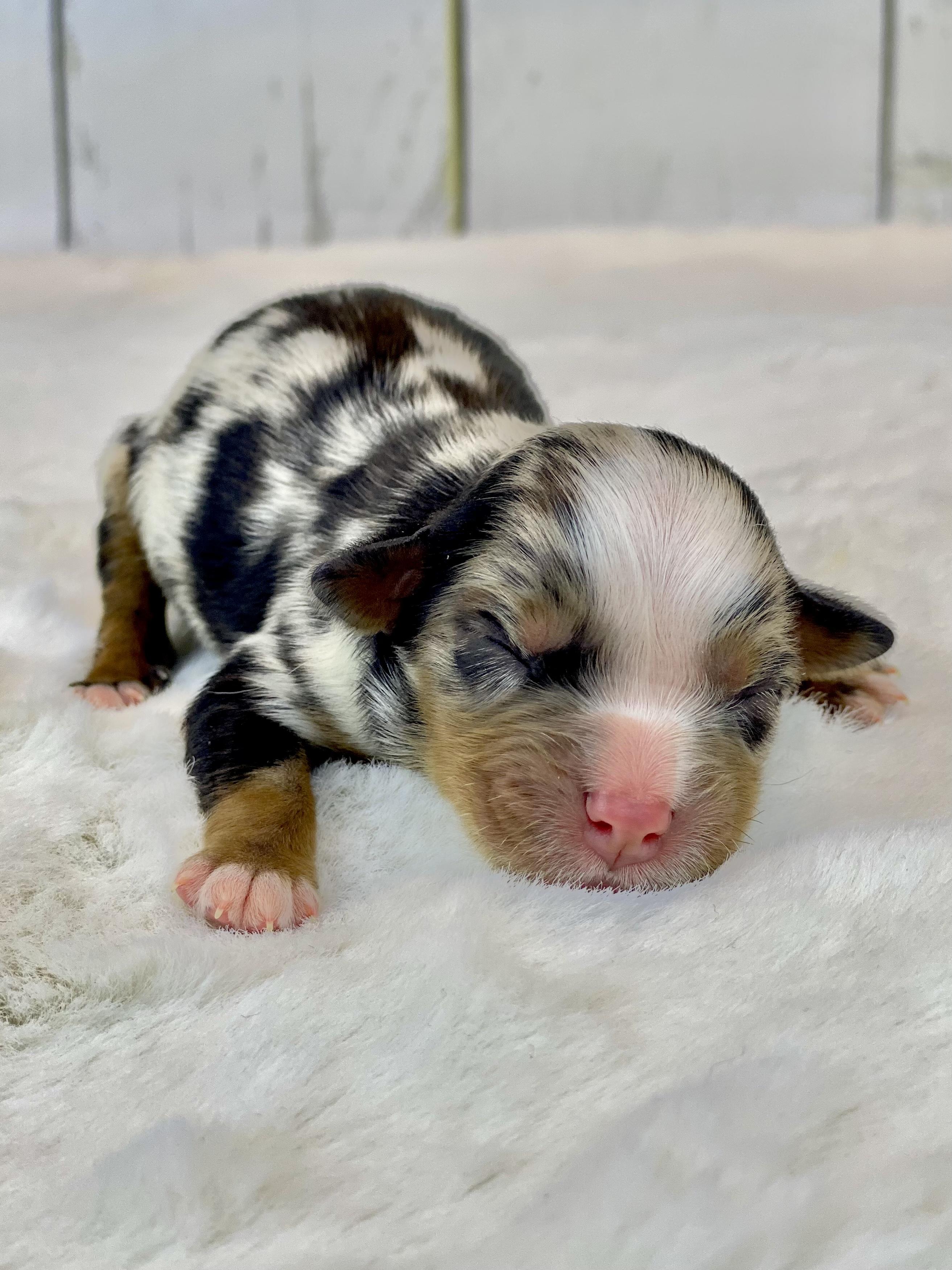 Merrick Mini Aussies in Idaho | Miniature Australian Shepherd puppies ...