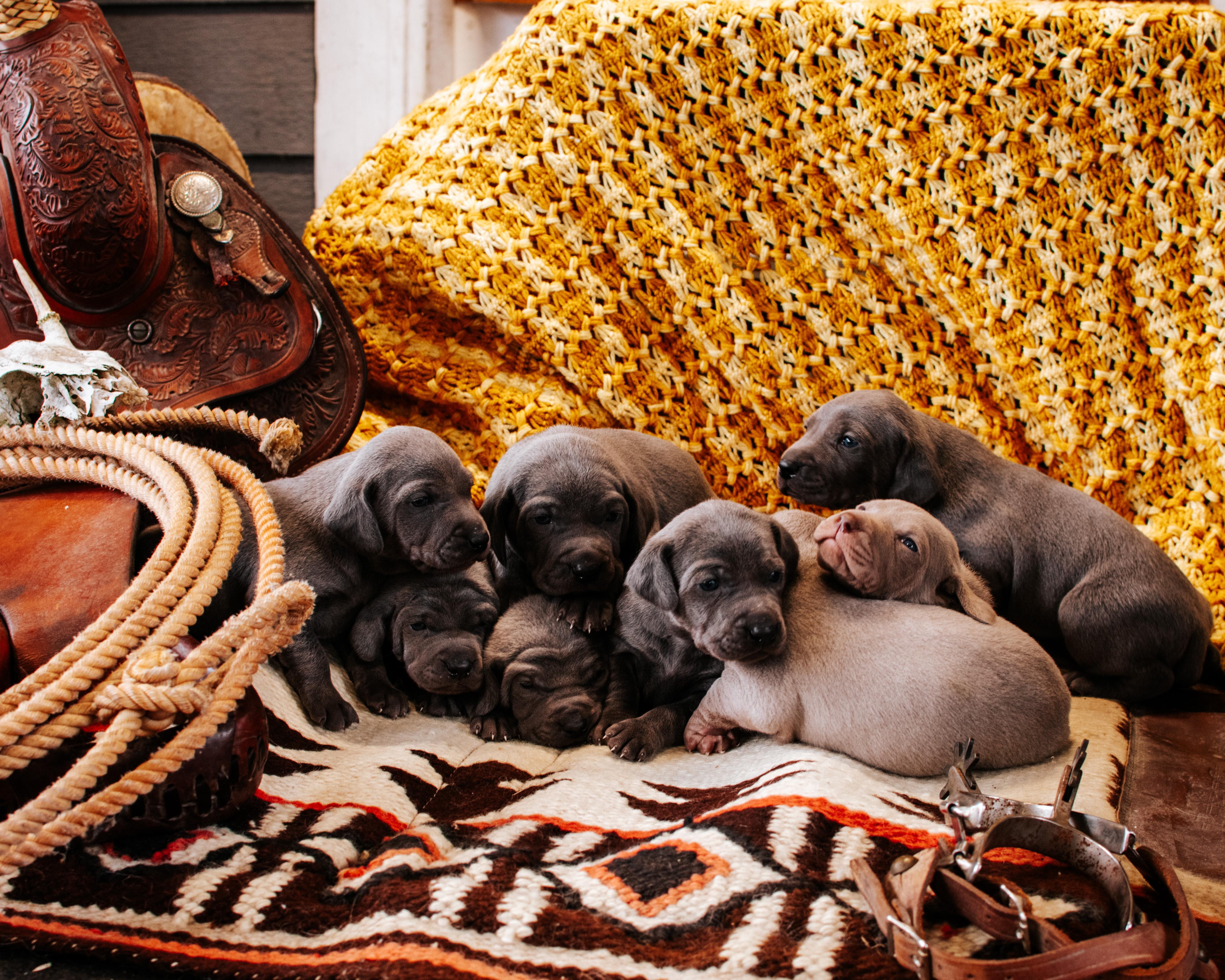 North Georgia Weims in Georgia | Weimaraner puppies | Good Dog