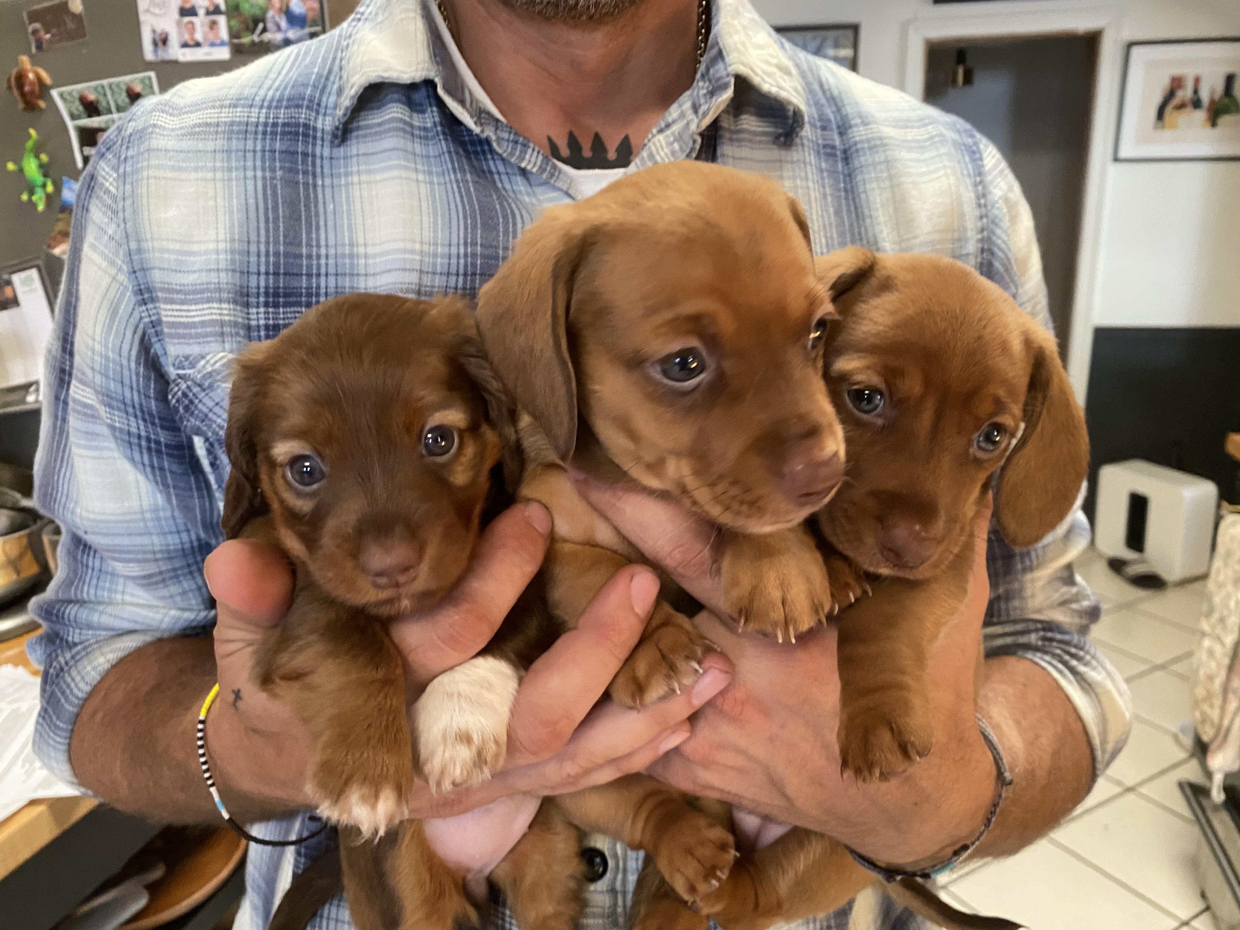 Dashing Dacschunds in Florida | Dachshund puppies | Good Dog