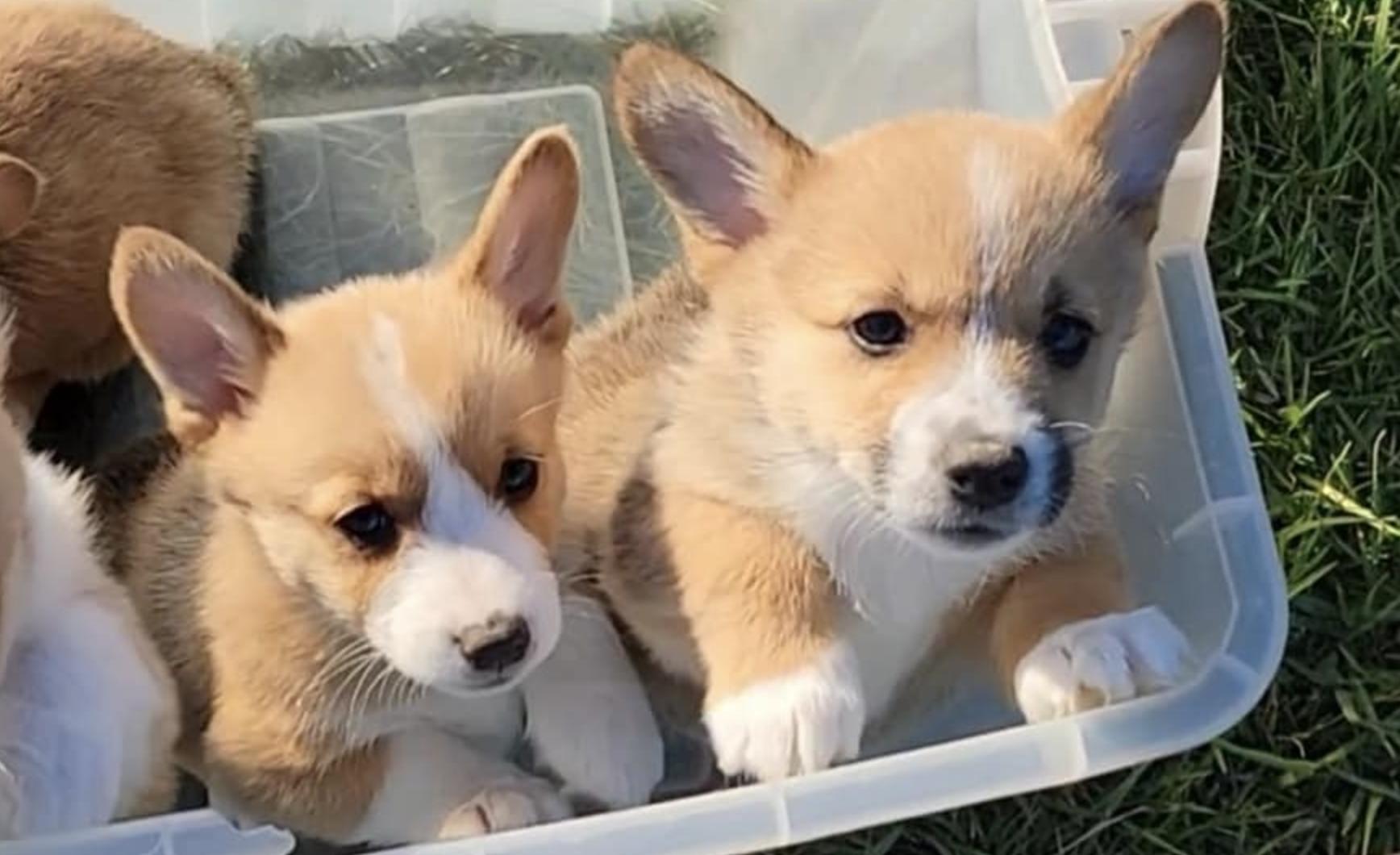 Win Row Farm in Ohio | Pembroke Welsh Corgi puppies | Good Dog