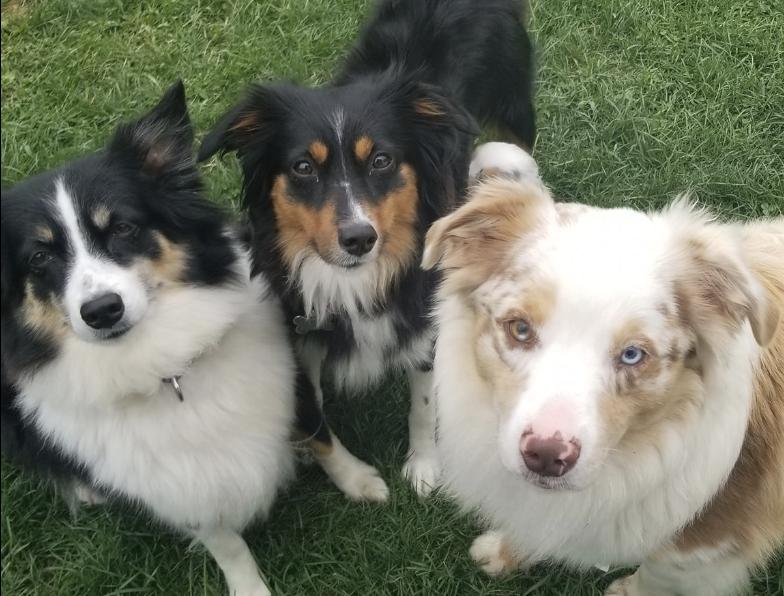 Pure Michigan Mini Aussies in Michigan | Miniature Australian Shepherd ...