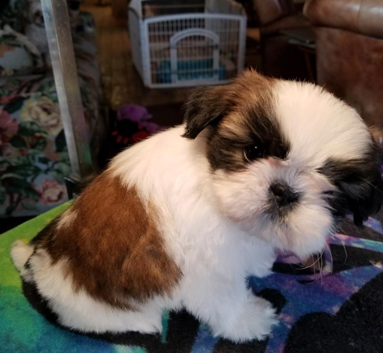 Halfway To Heaven Shih Tzu in Missouri | Shih Tzu puppies | Good Dog