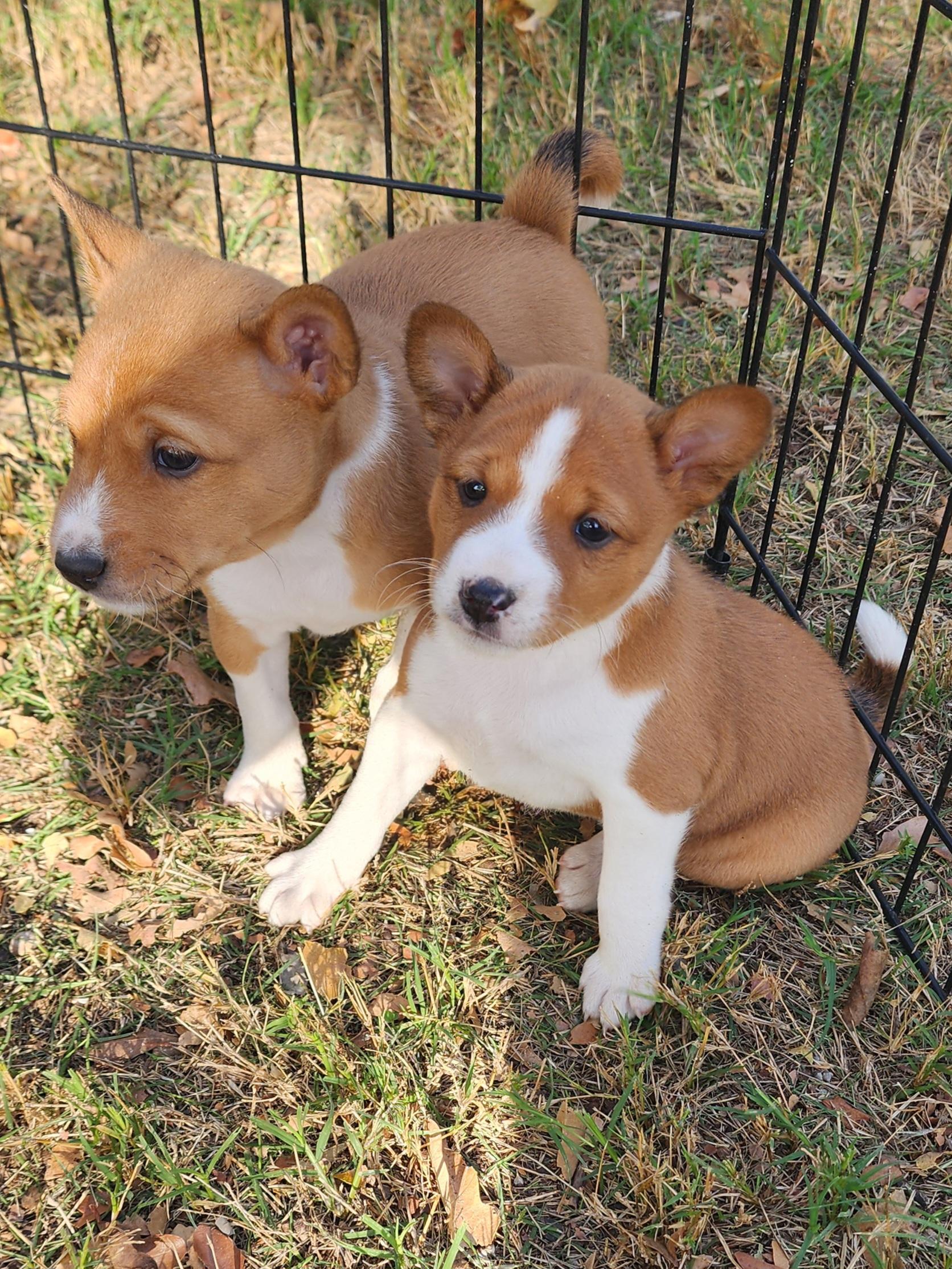 Becker's Basenjis in Texas | Basenji puppies | Good Dog