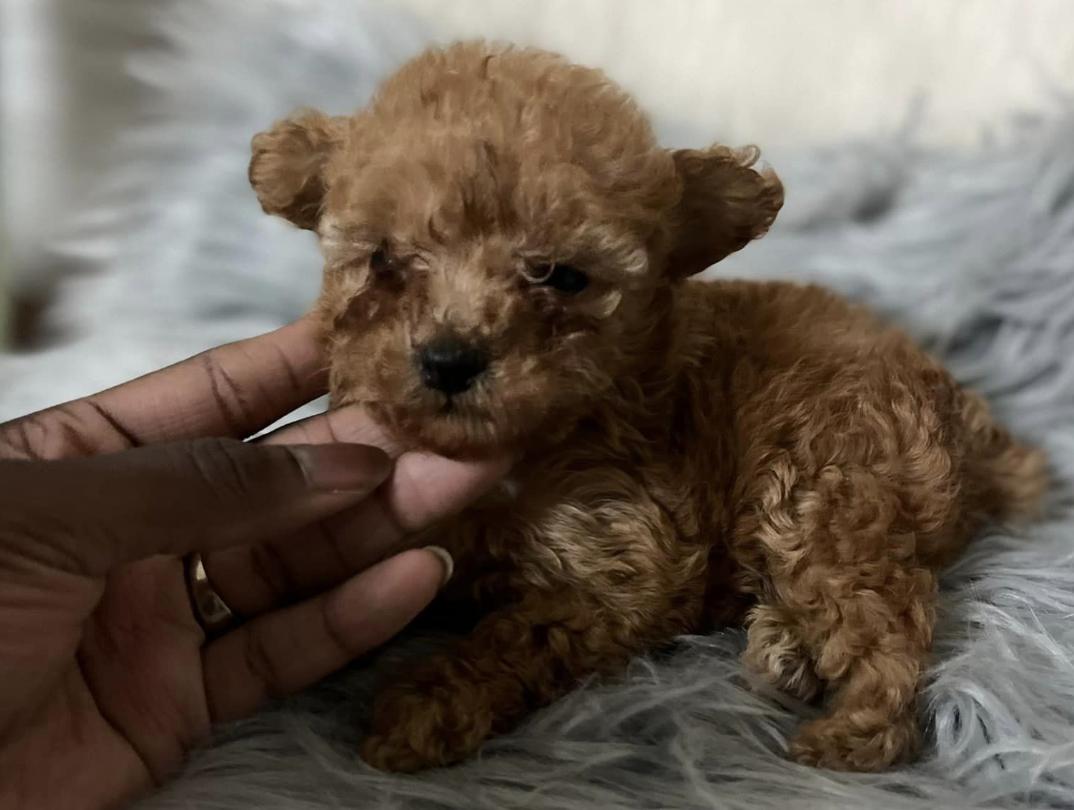 Zoway's Poodles in Texas | Poodle puppies | Good Dog