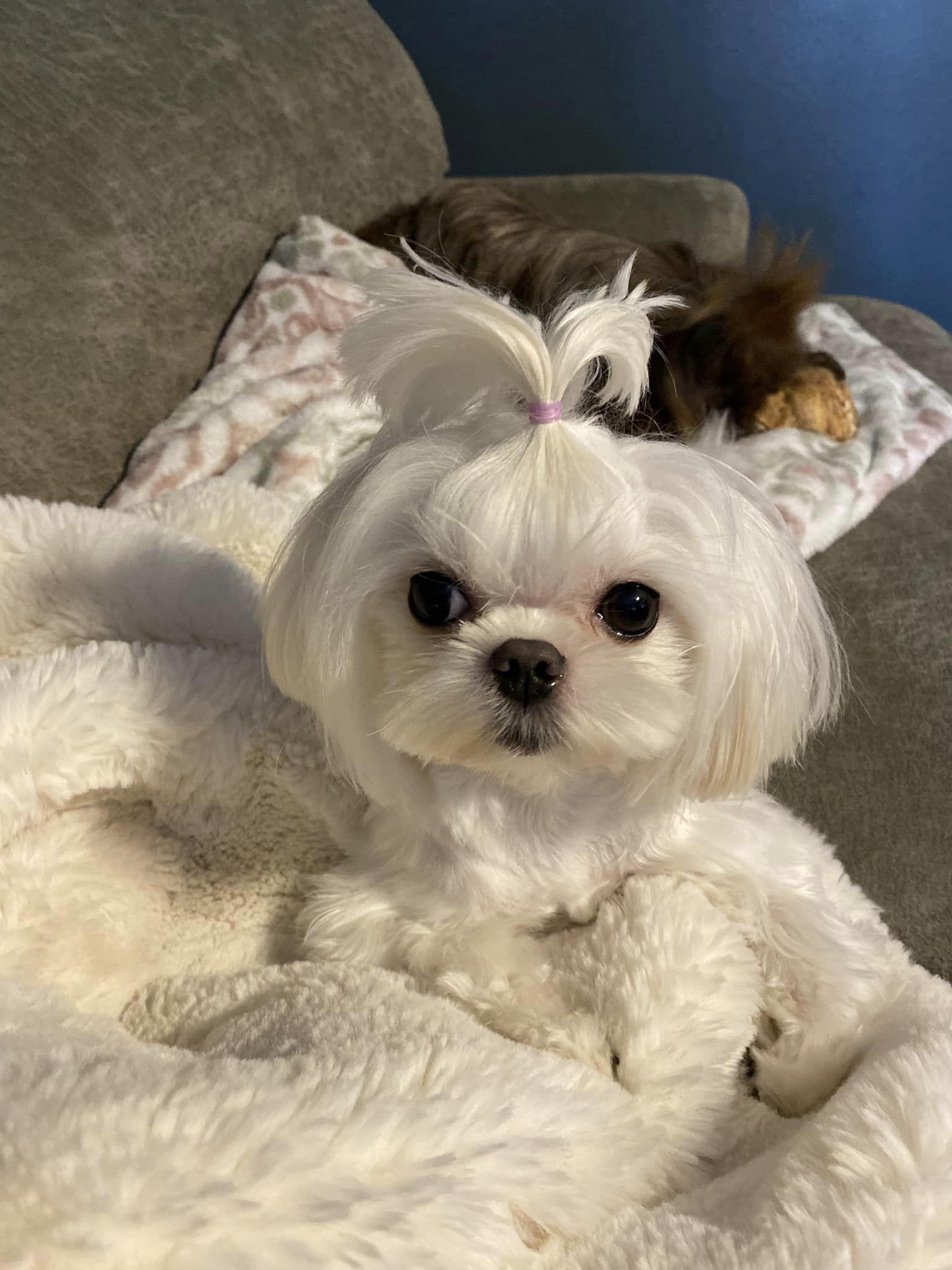 Maltese Madness by Shannon Smith in Arkansas | Maltese, Shih Tzu or Mal ...
