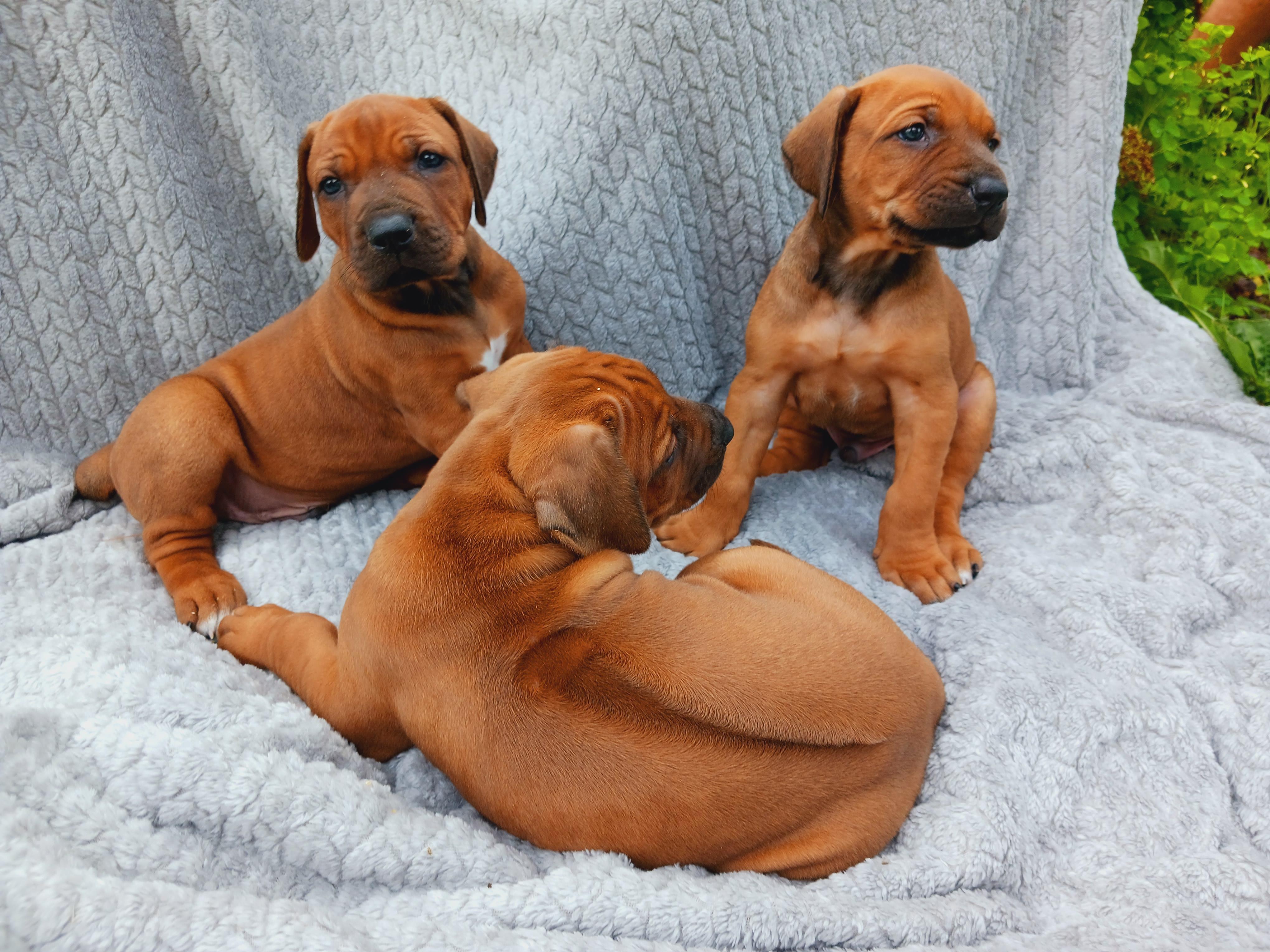 Country View Ridgebacks in Wisconsin | Rhodesian Ridgeback puppies ...