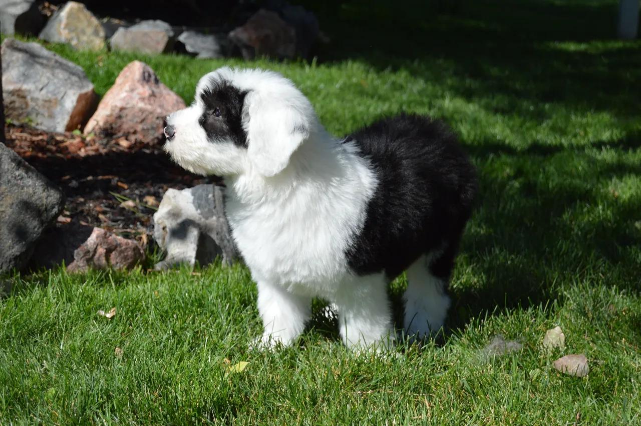 Bugaboo Old English Sheepdog in Colorado | Old English Sheepdog puppies ...