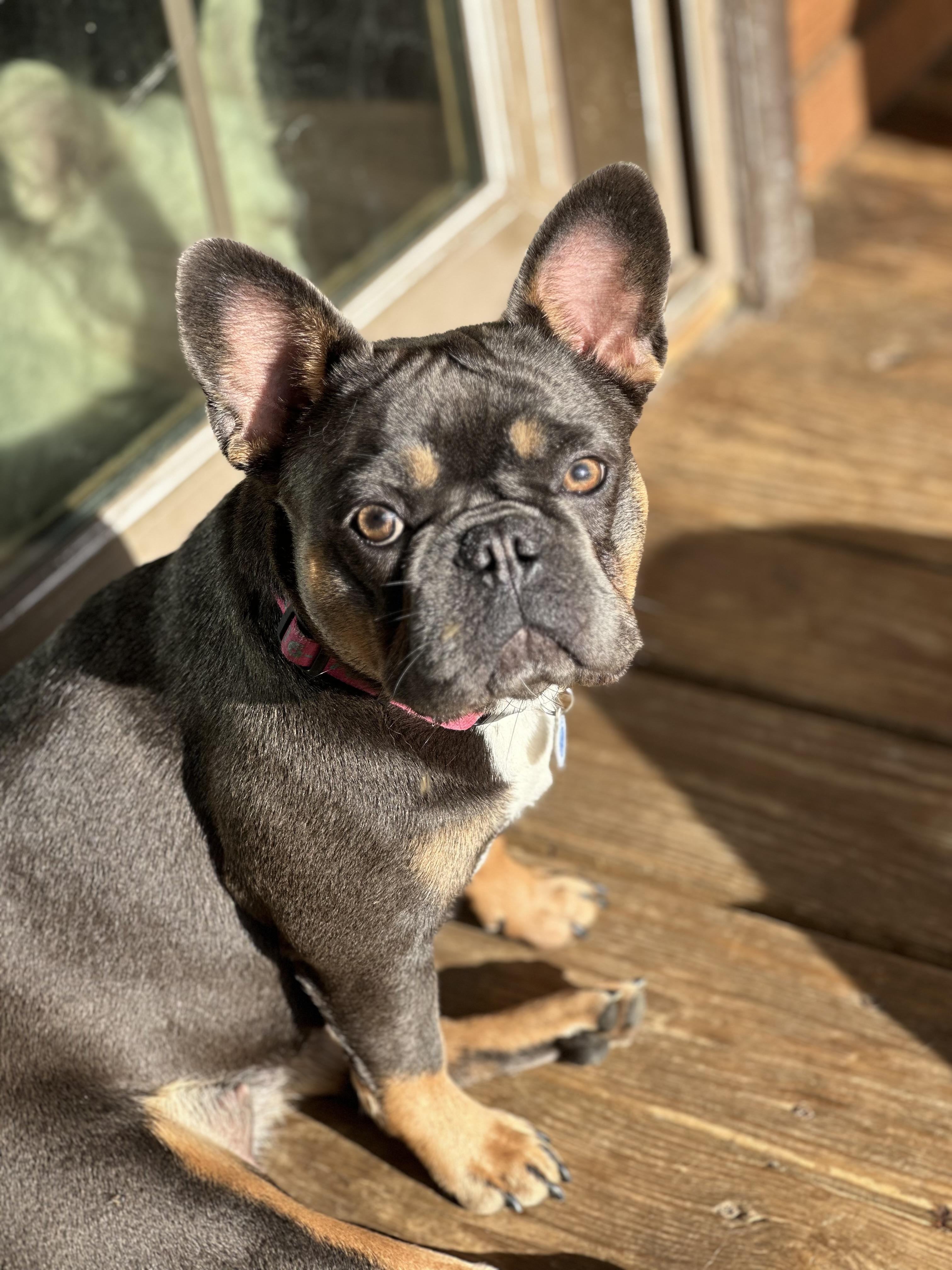 Patricia Hoinski's Fureverloved Frenchies in New York | French Bulldog ...