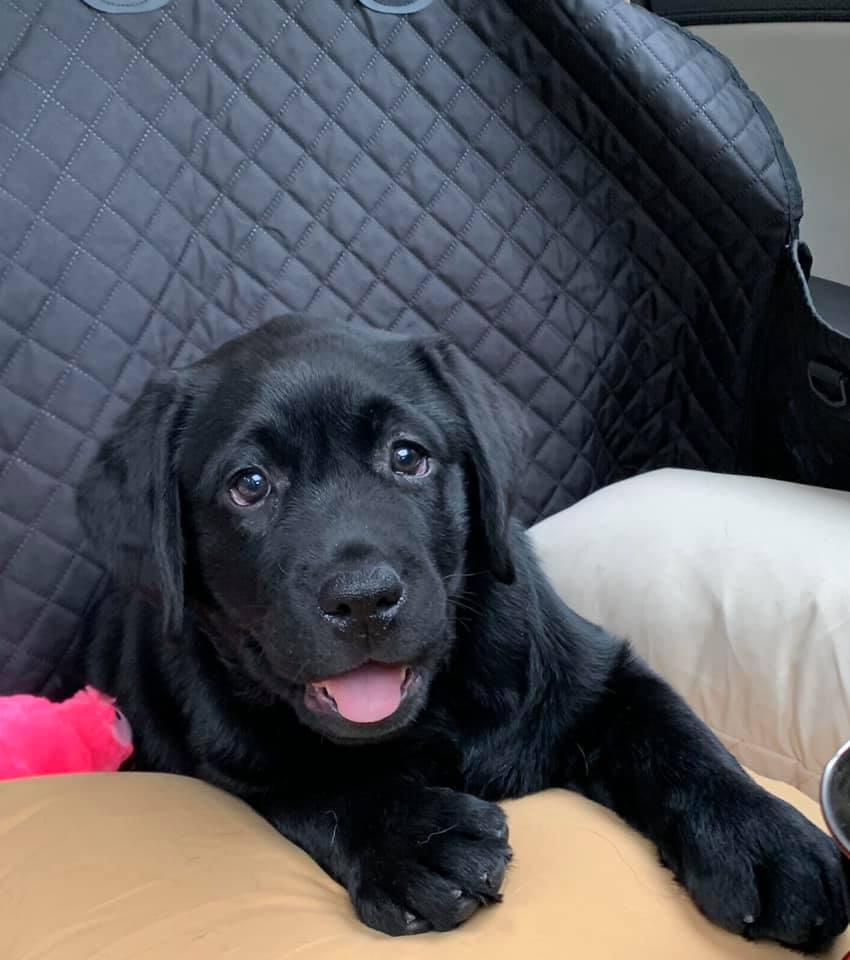 Judy Lesch's Labrador Retrievers in Ohio | Labrador Retriever puppies ...