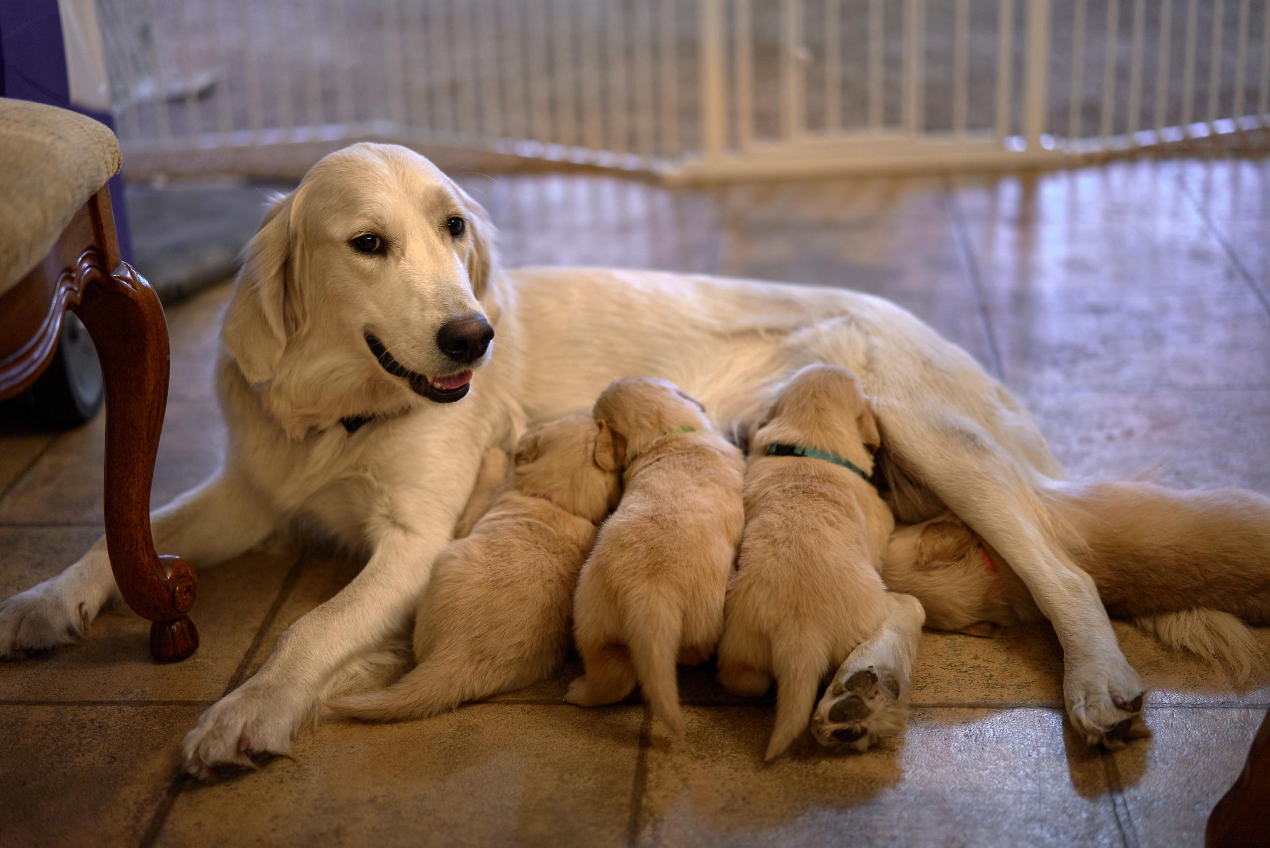 Oregon Rose Goldens in Oregon | Golden Retriever puppies | Good Dog