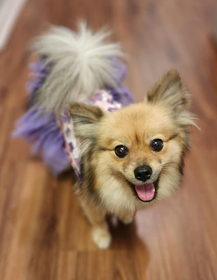 Frizella's Mommy 2 Pom Poms in Florida | Pomeranian puppies | Good Dog