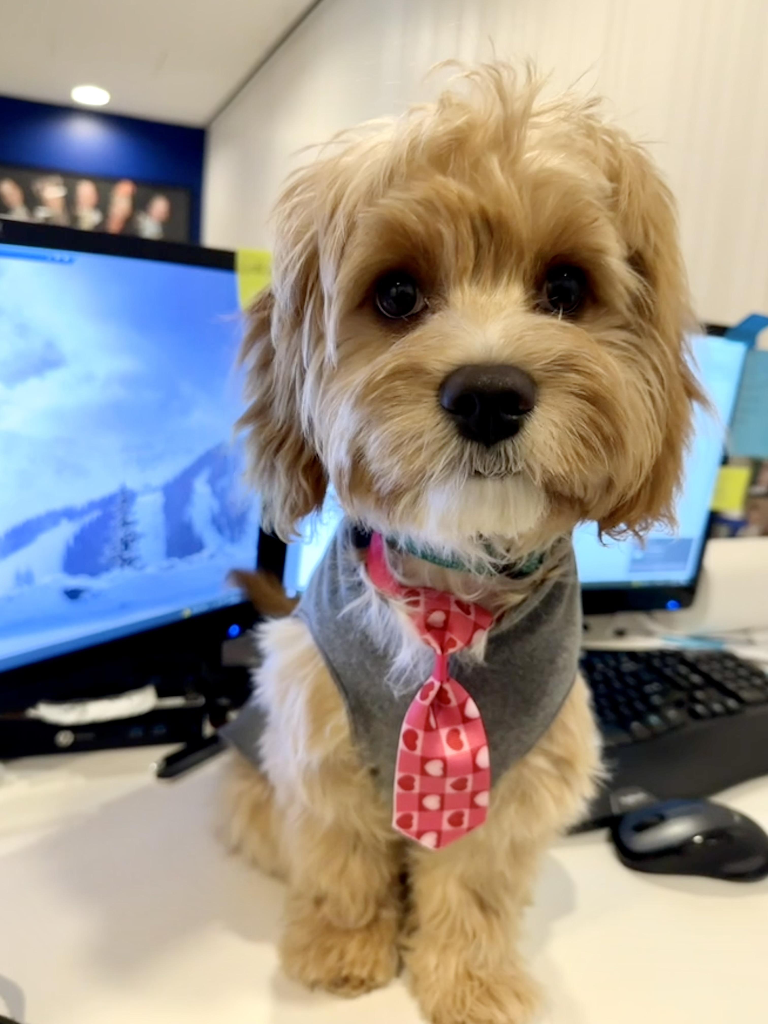 Bernedoodle Boutique (and Cavapoos) in Wisconsin | Bernedoodle ...