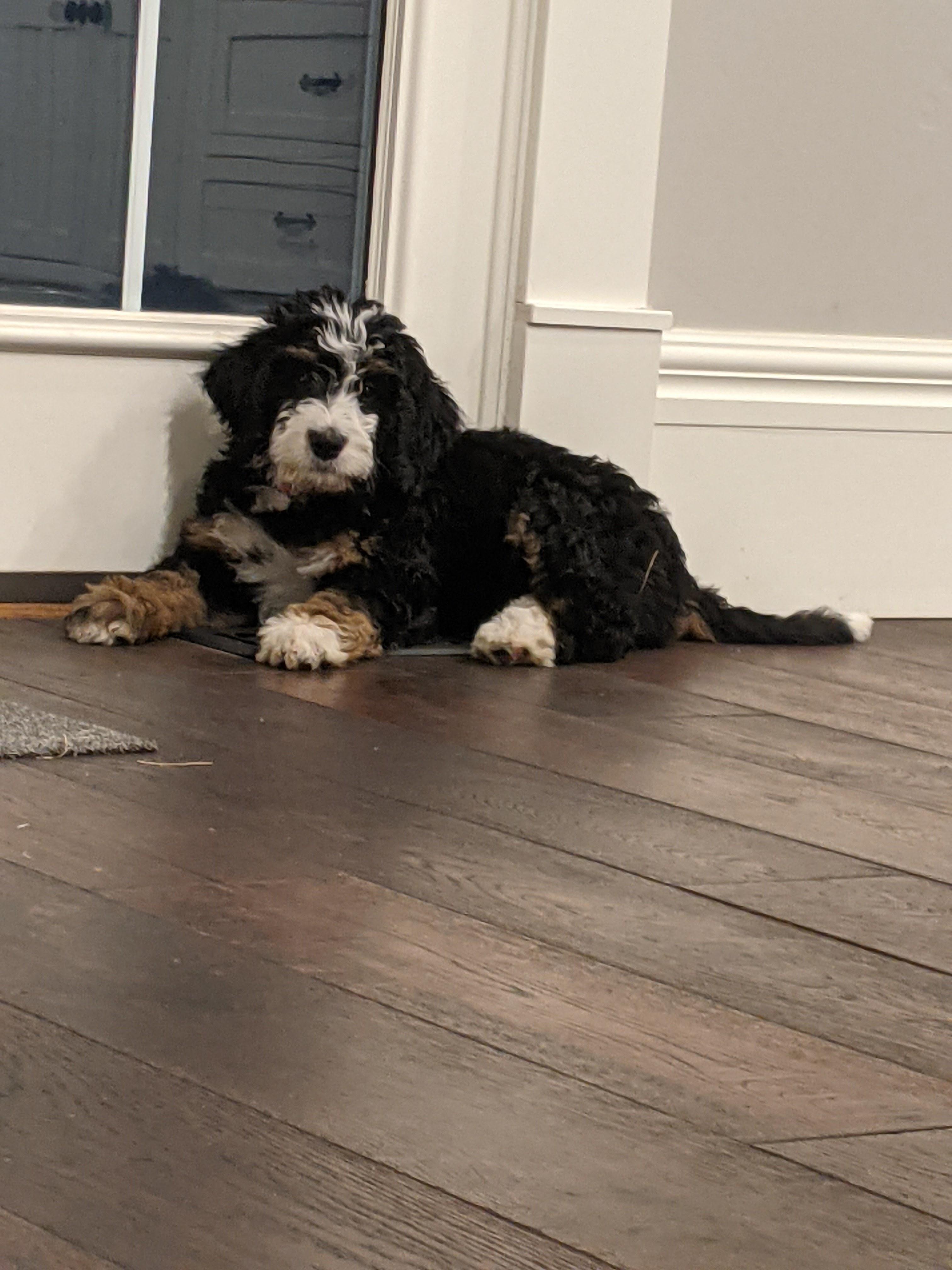 Legacy Doodles in Utah | Bernedoodle and Goldendoodle puppies | Good Dog