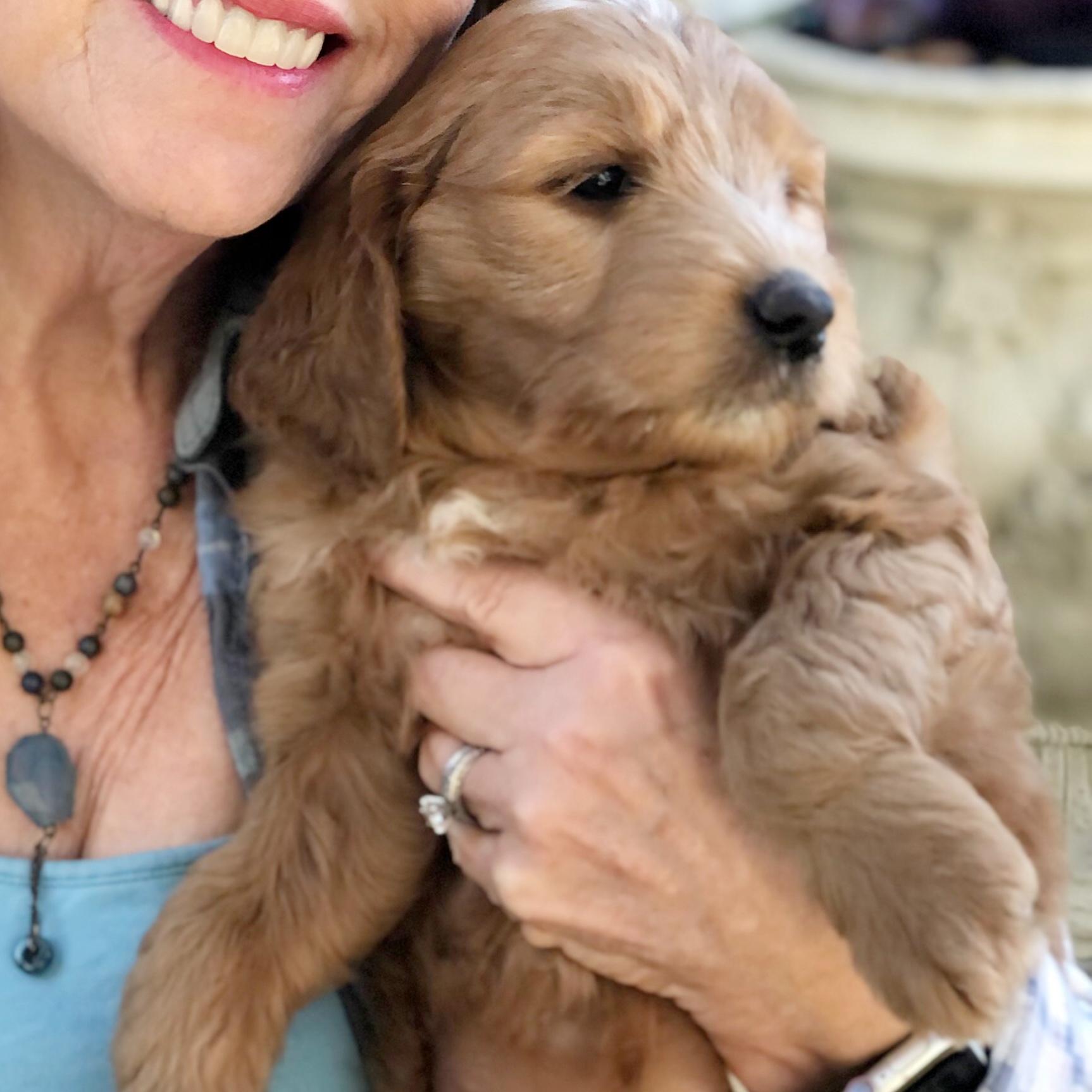 Cottage Doodles in Kansas | Goldendoodle puppies | Good Dog