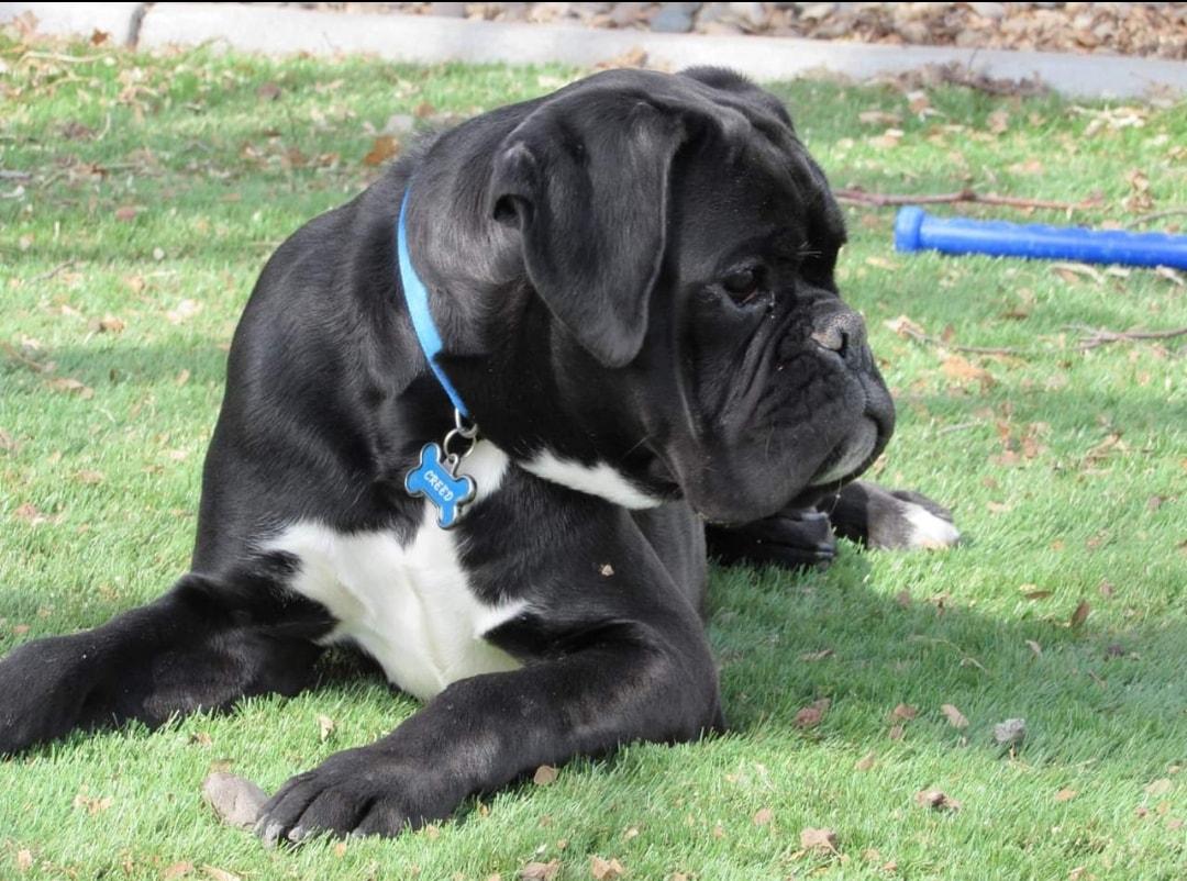 Bellissima Boxers in Montana | Boxer puppies | Good Dog