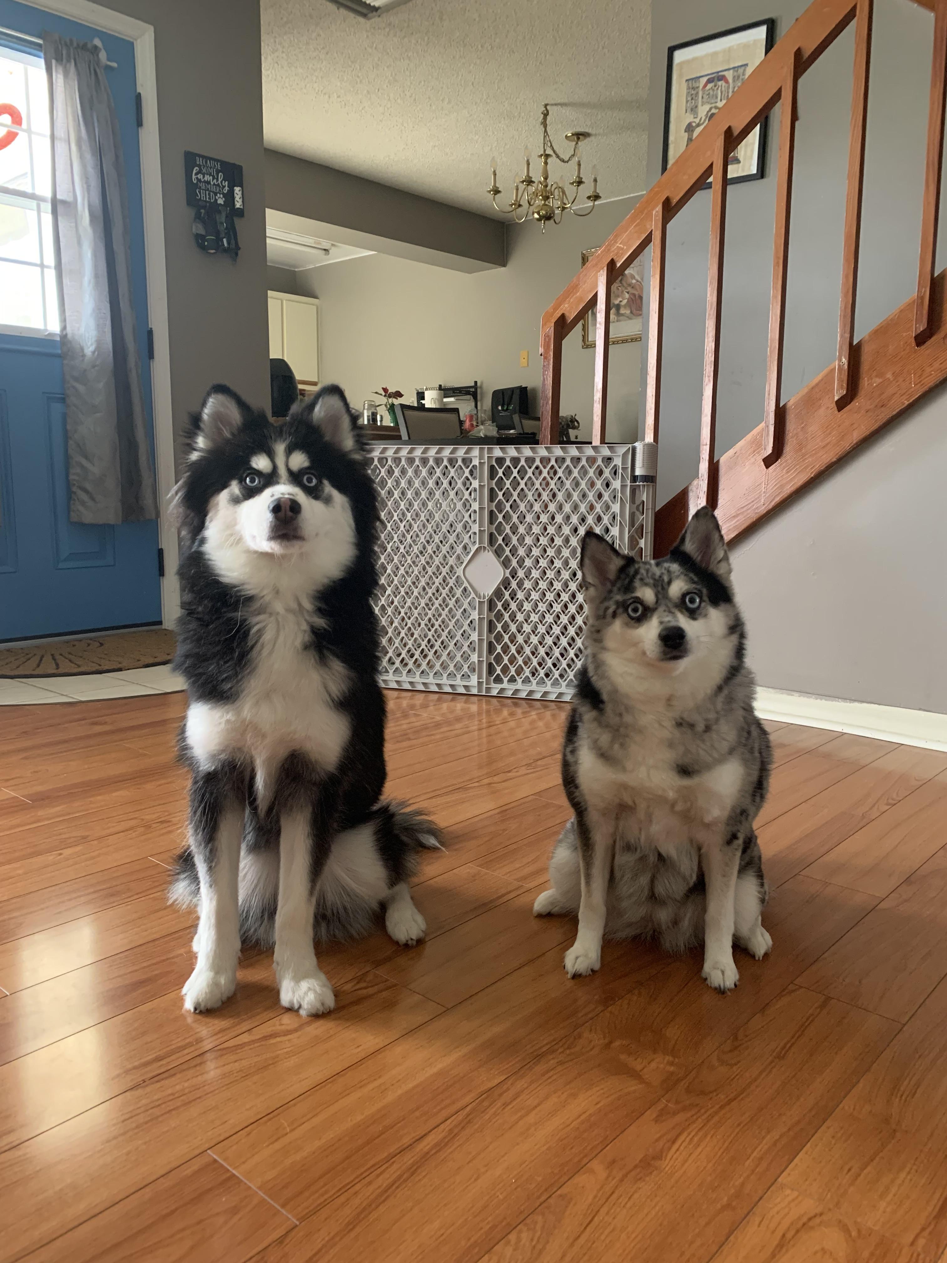 Pomskies Of Central Florida, LLC in Florida | Pomsky puppies | Good Dog