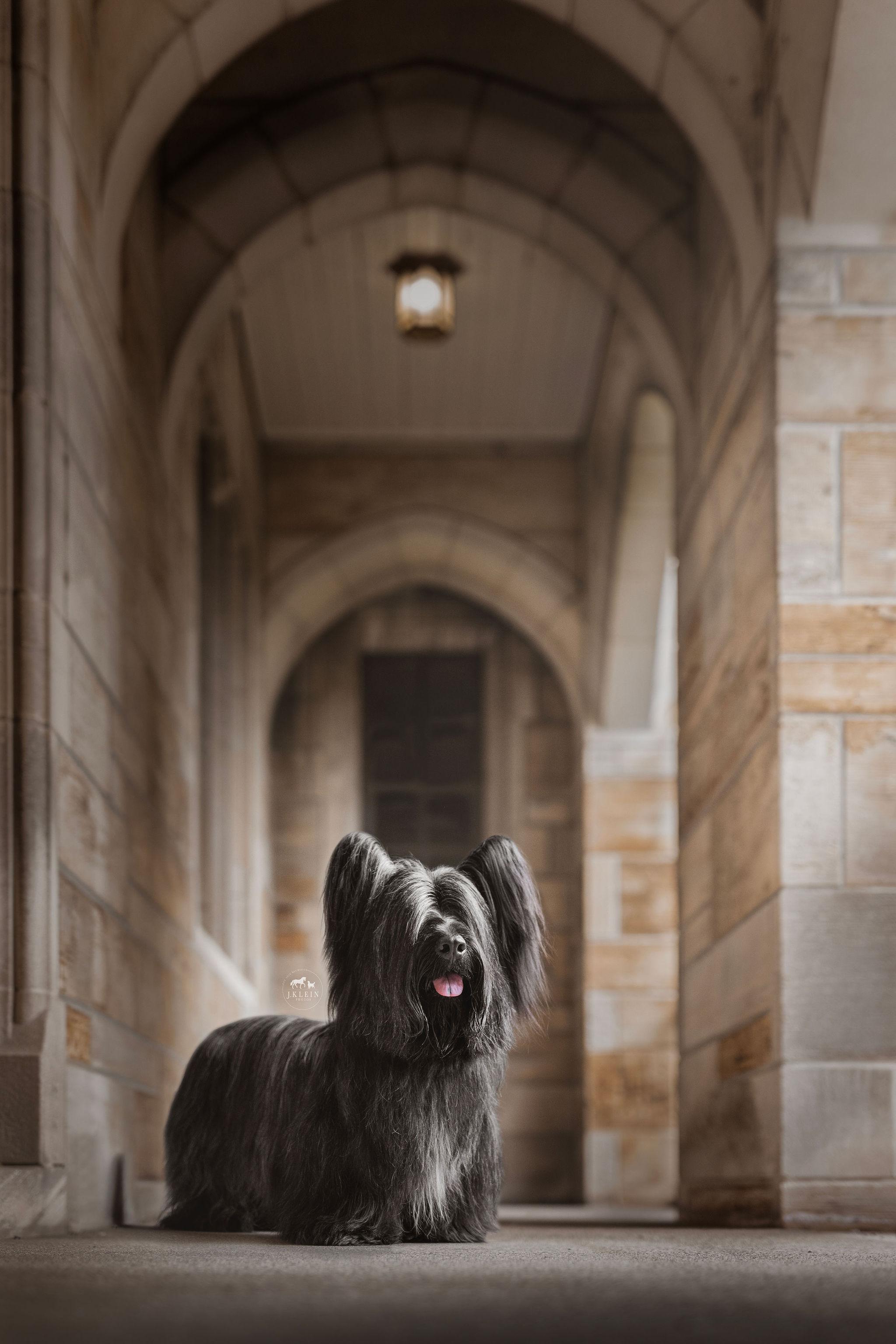 Anamchara Skyes in Michigan | Skye Terrier puppies | Good Dog
