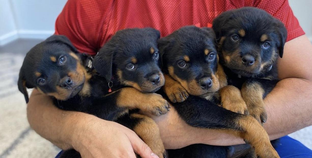 RMR in Colorado | French Bulldog and Rottweiler puppies | Good Dog