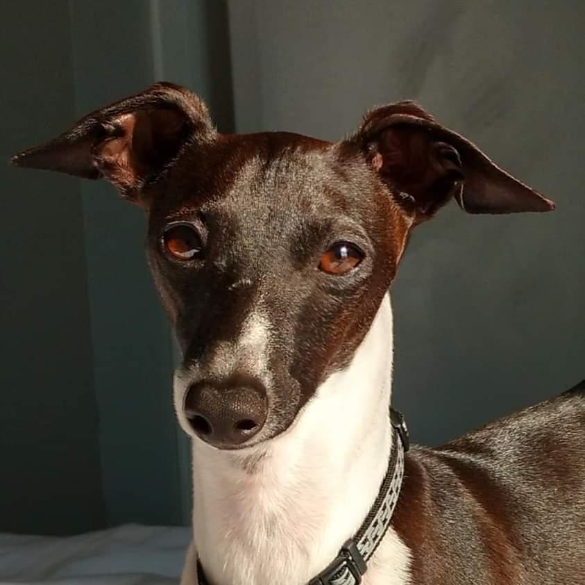 Cave Canem Rex Italian Greyhounds in New York | Italian Greyhound ...