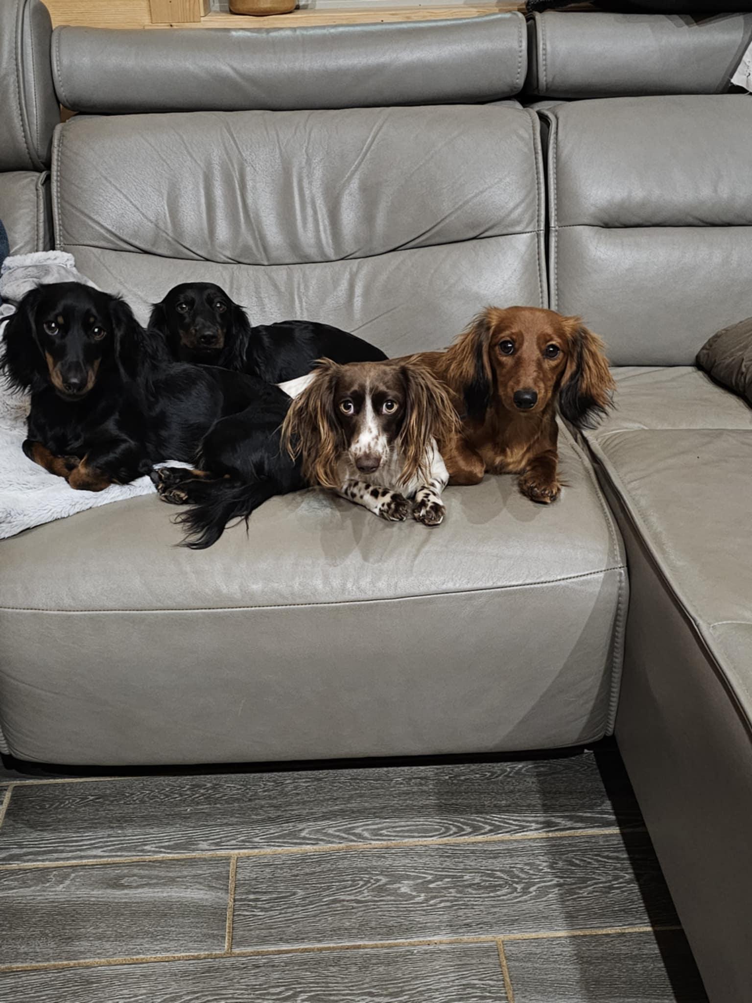 Long Mountain Long Dogs in West Virginia | Dachshund puppies | Good Dog