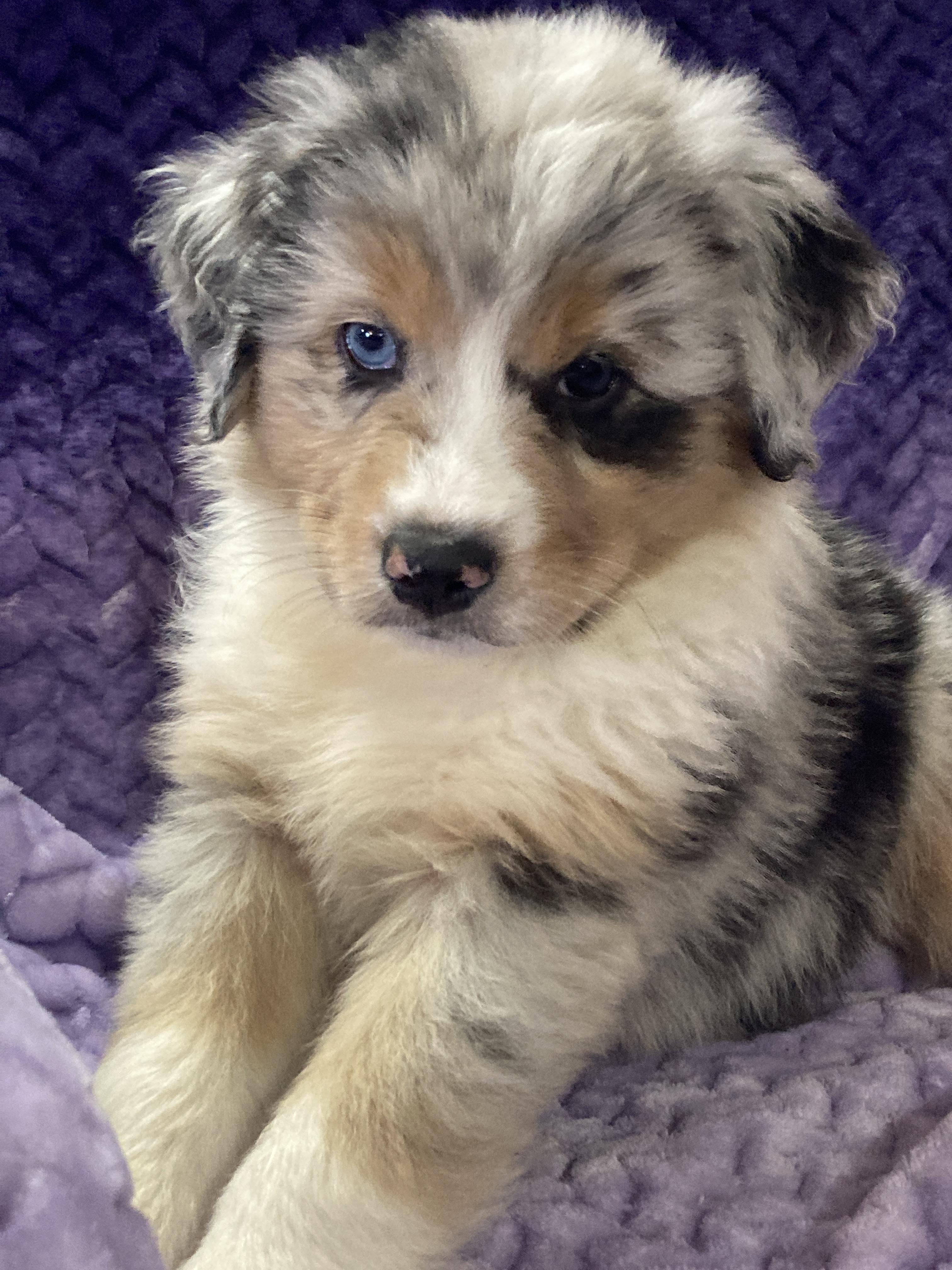 Pinewood Australian Shepherds in Texas | Australian Shepherd puppies ...