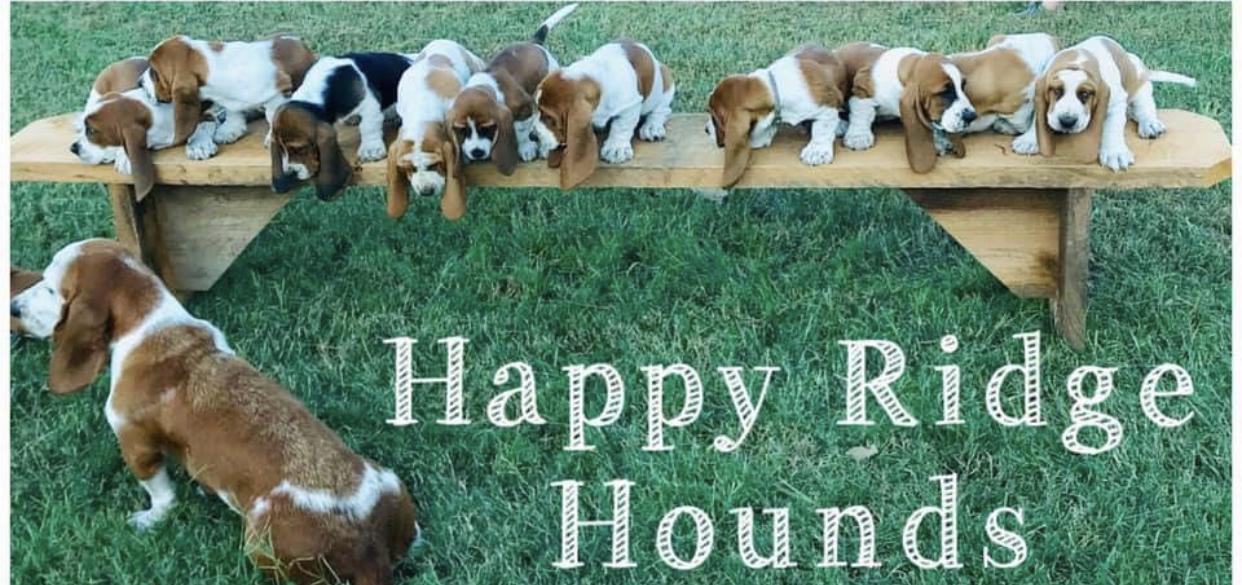 Happy Ridge Hounds in North Carolina | Basset Hound puppies | Good Dog