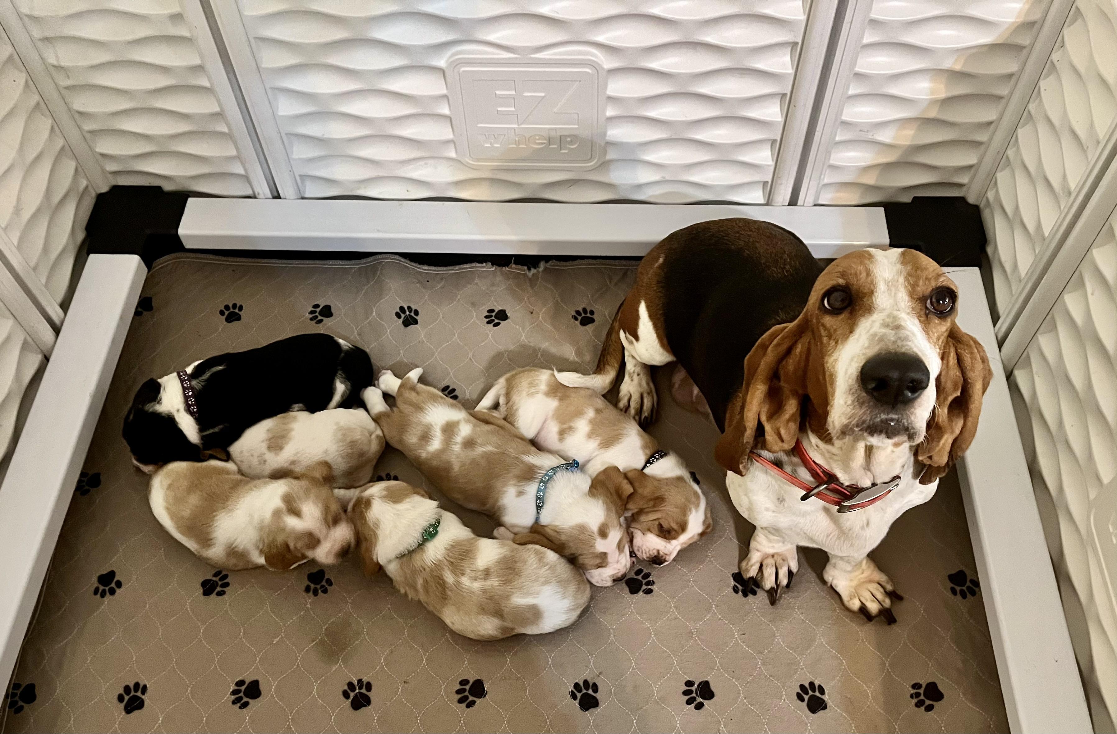 PARK’s Family Farm in Alabama | Basset Hound, Boykin Spaniel, English ...