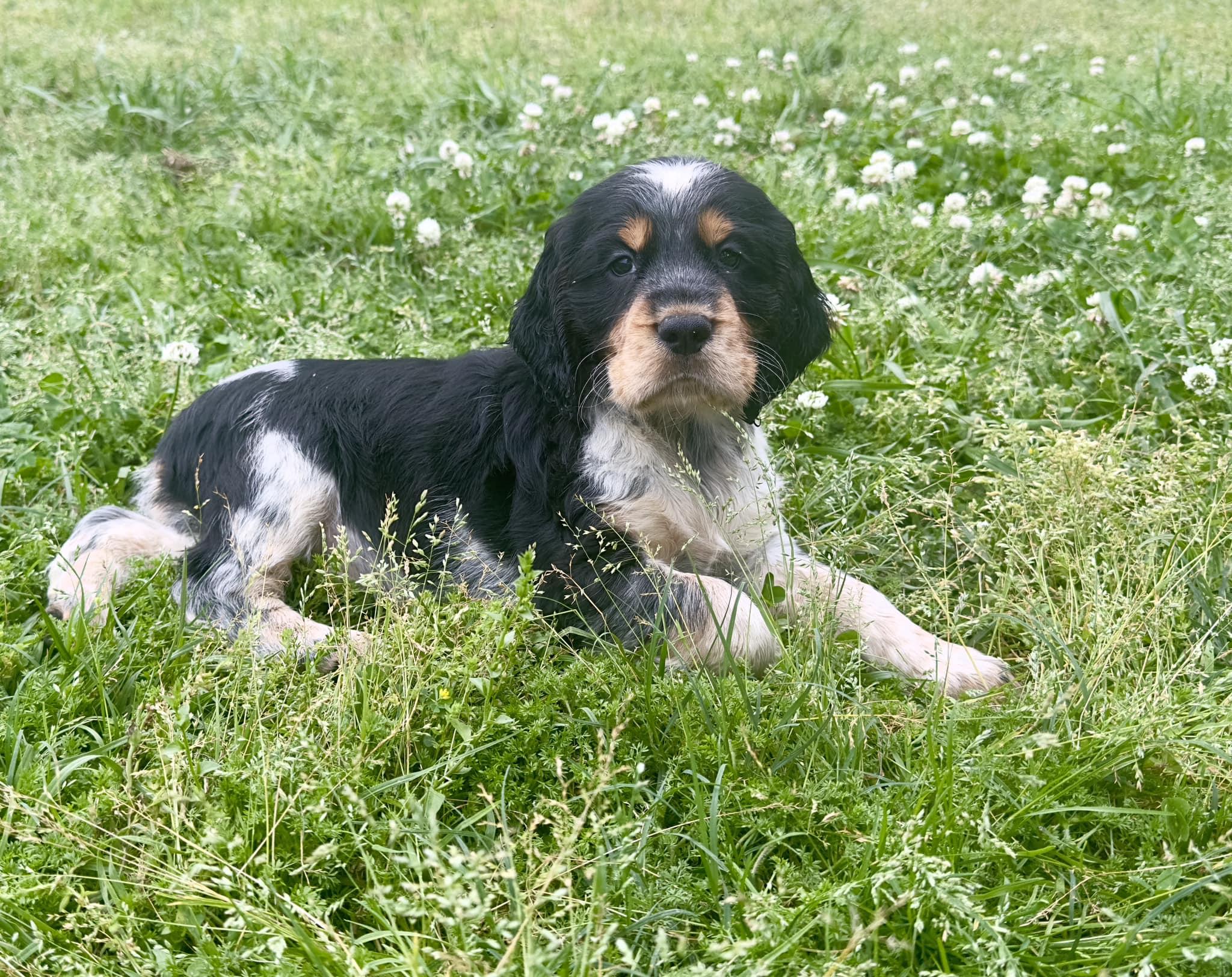 Goodrich English Springer Spaniels in Alabama | English Springer ...