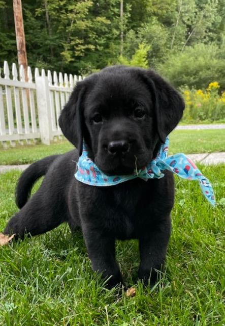 Red Barn Farm Labradors - Made in Vermont in Vermont | Labrador Retriever puppies | Good Dog