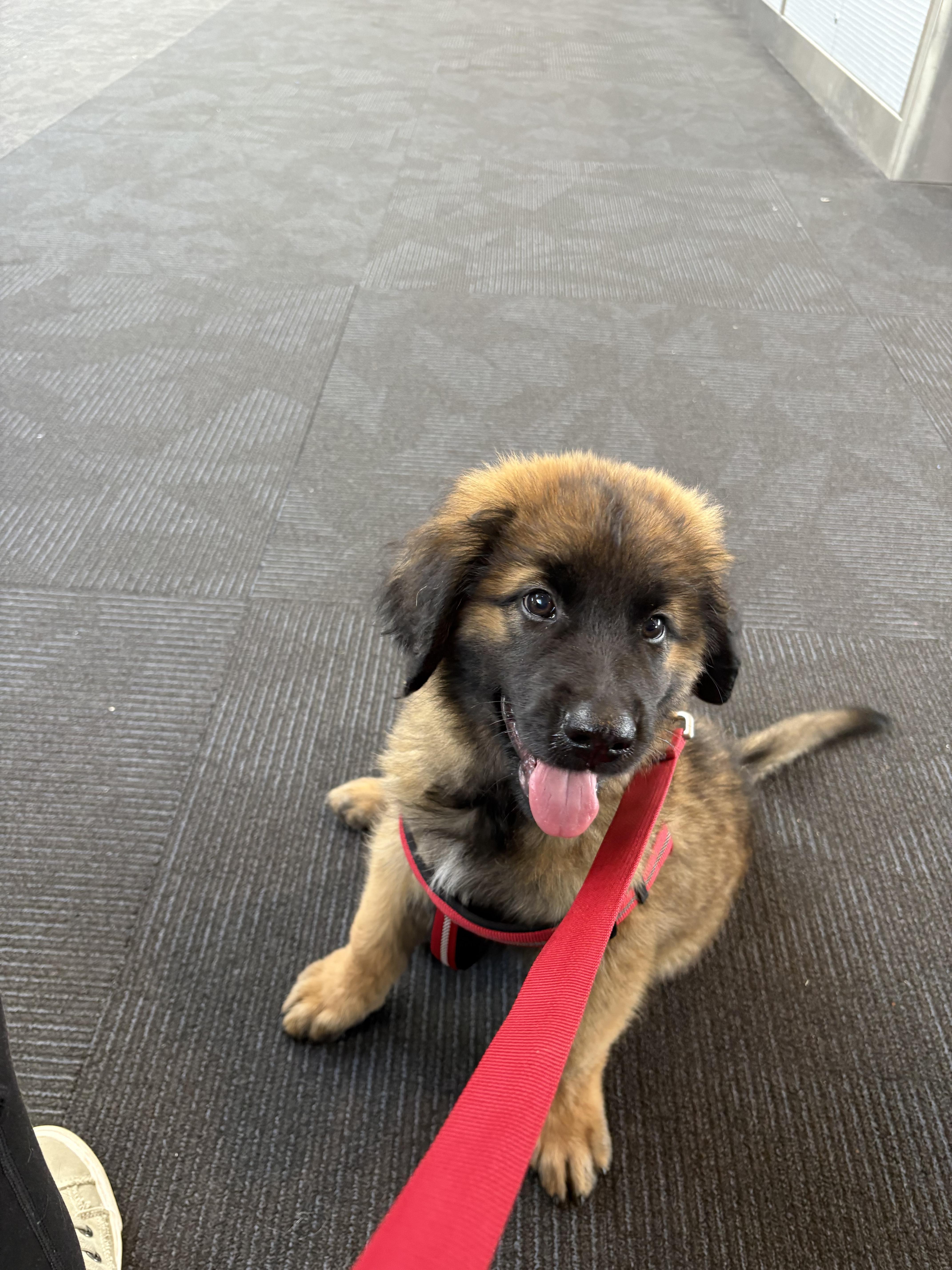 QVR Labradors and Leonbergers in Maryland | French Bulldog, Labrador ...