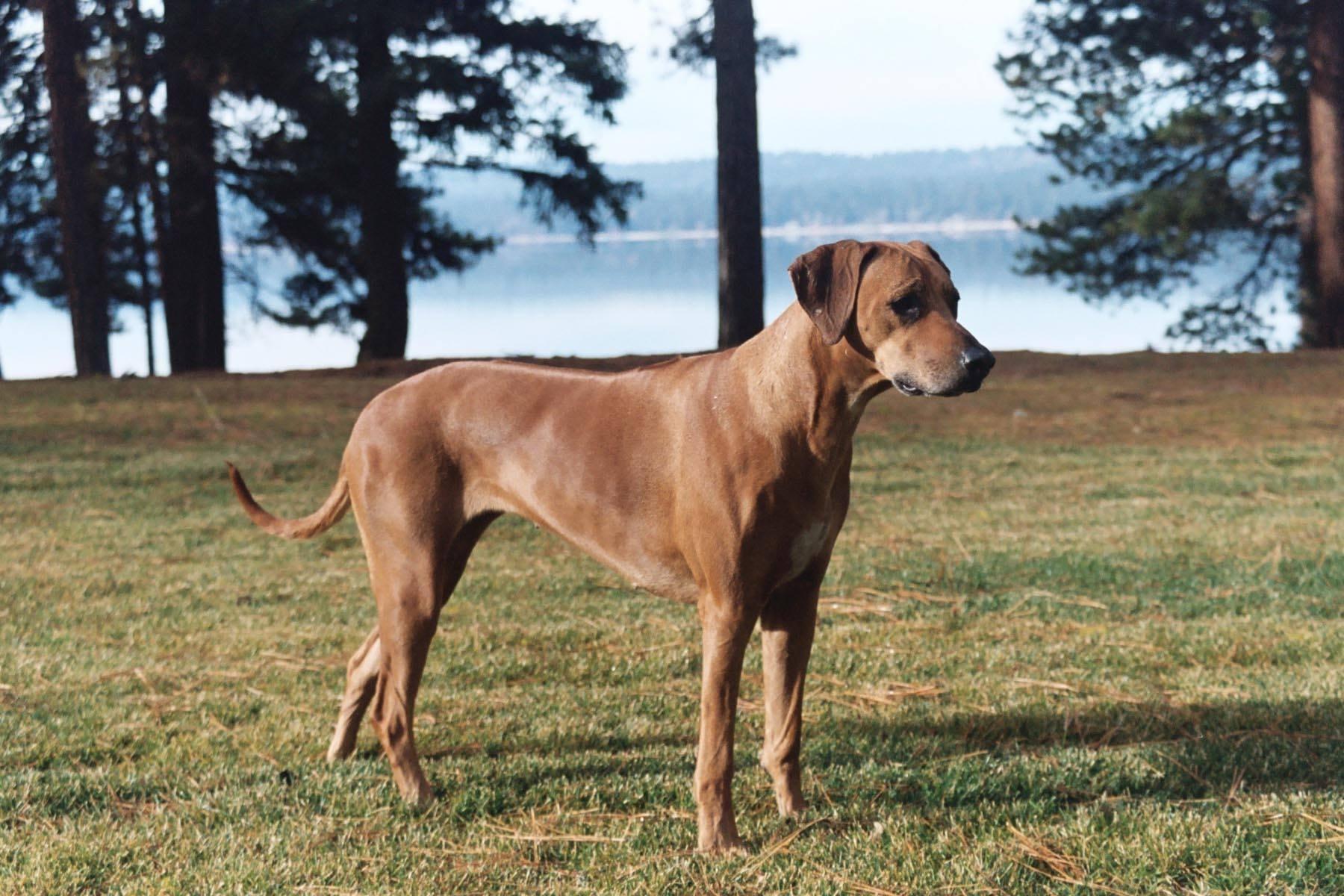 Skydance Rhodesian Ridgebacks in Oregon | Rhodesian Ridgeback puppies ...