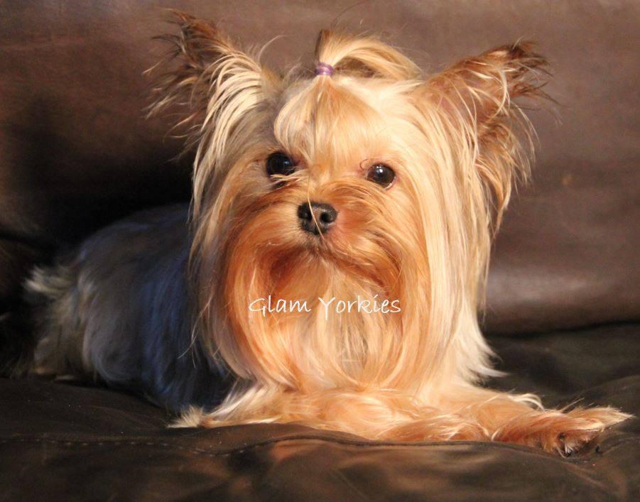 Glam Yorkies in Minnesota | Yorkshire Terrier puppies | Good Dog