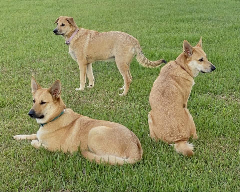 Mystique Pond Chinooks in Florida | Chinook puppies | Good Dog