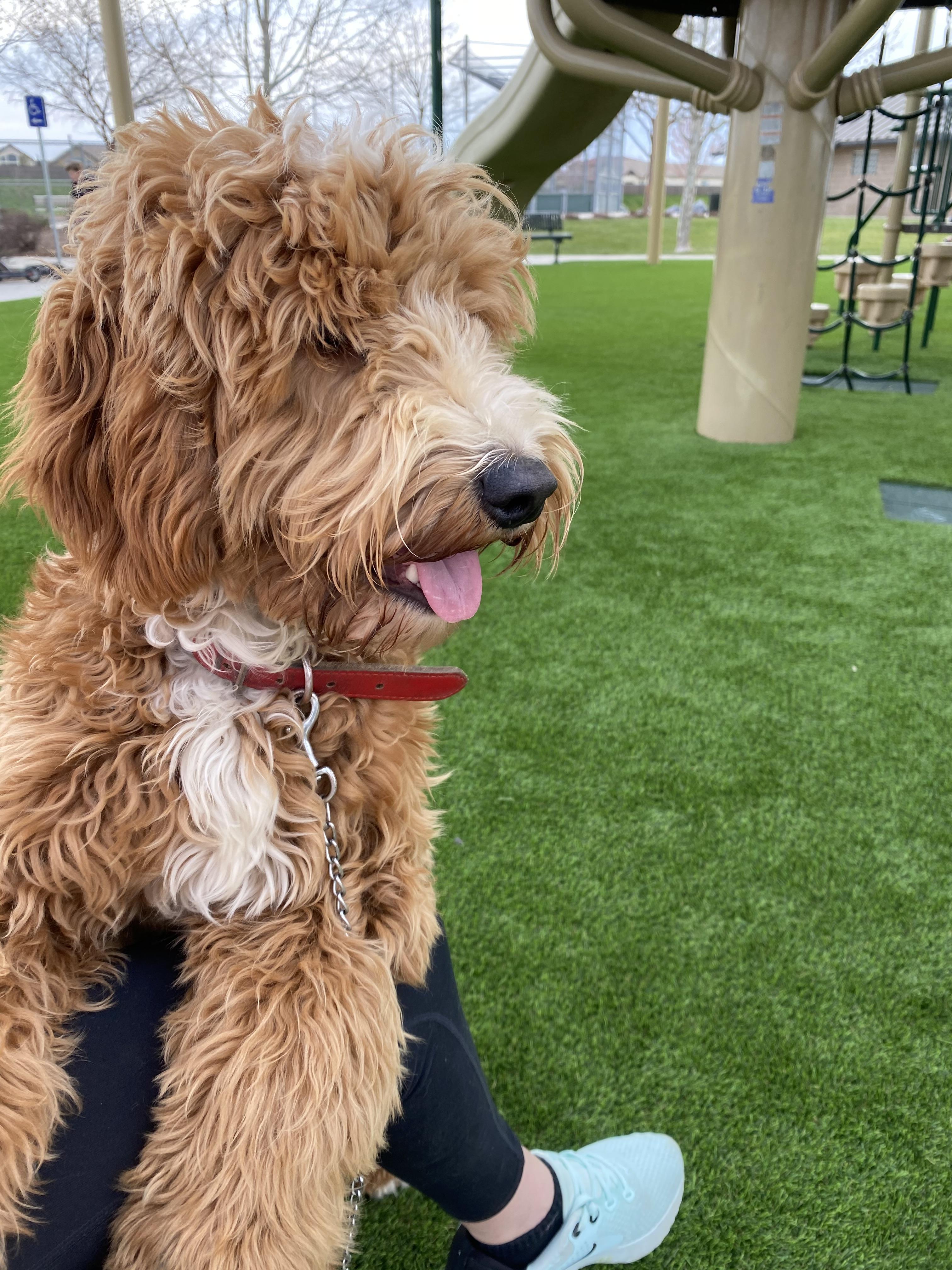 Plush Doodles in California | Goldendoodle puppies | Good Dog