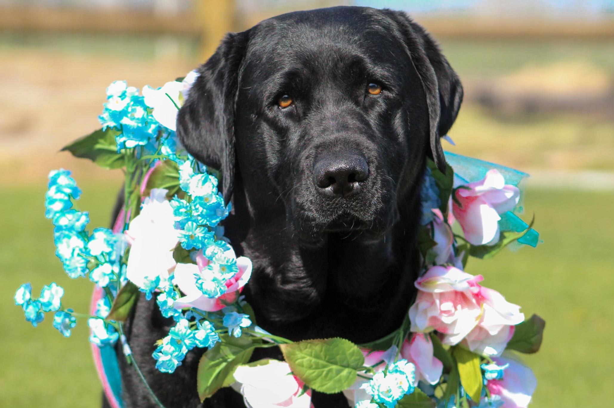 Blue Line Labradors in Idaho | Labrador Retriever puppies | Good Dog