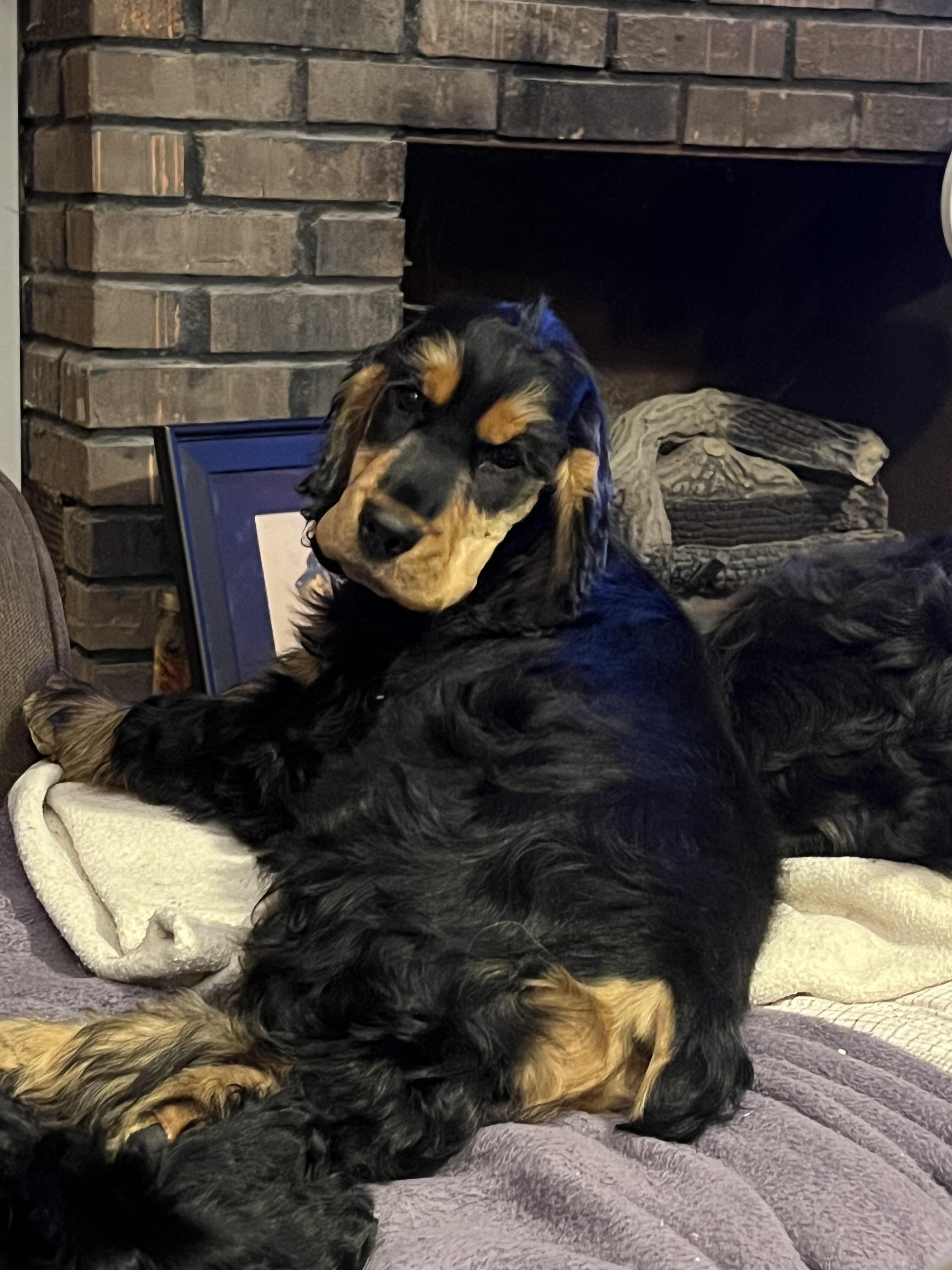 Spring Run English Cocker Spaniels in Indiana | English Cocker Spaniel ...