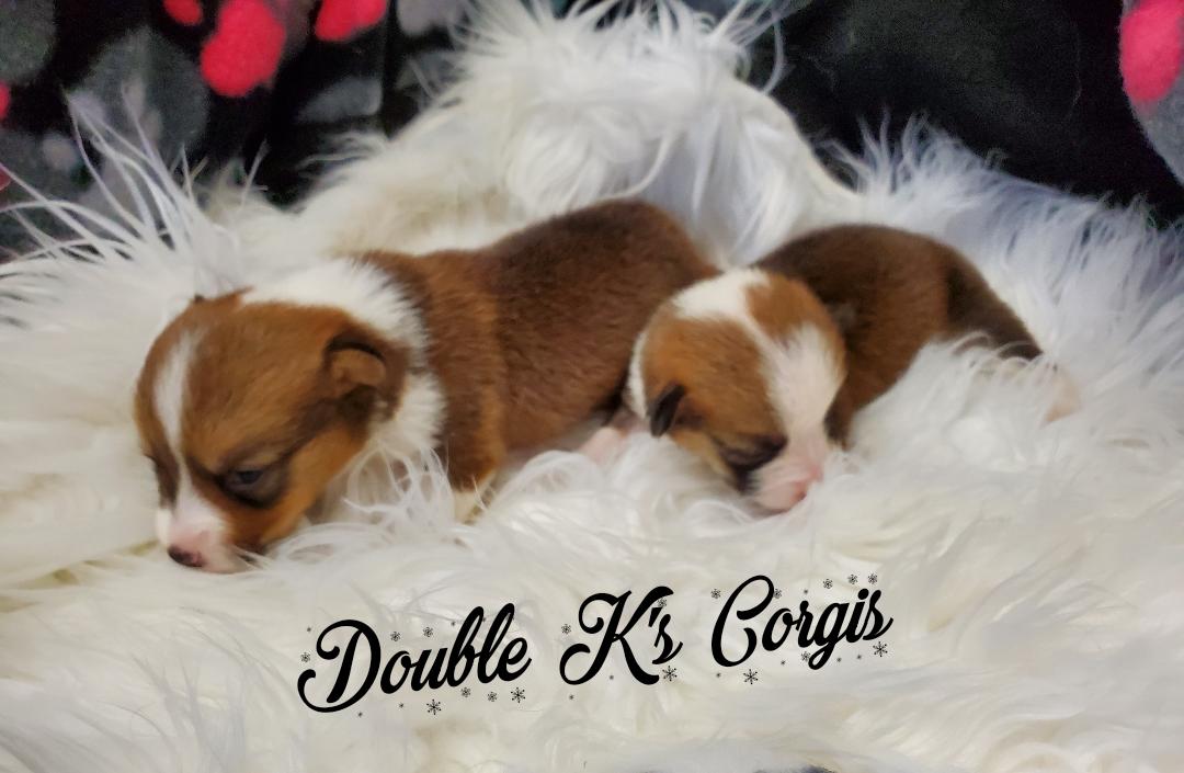 Double K Corgis in Iowa | Pembroke Welsh Corgi and American Corgi ...
