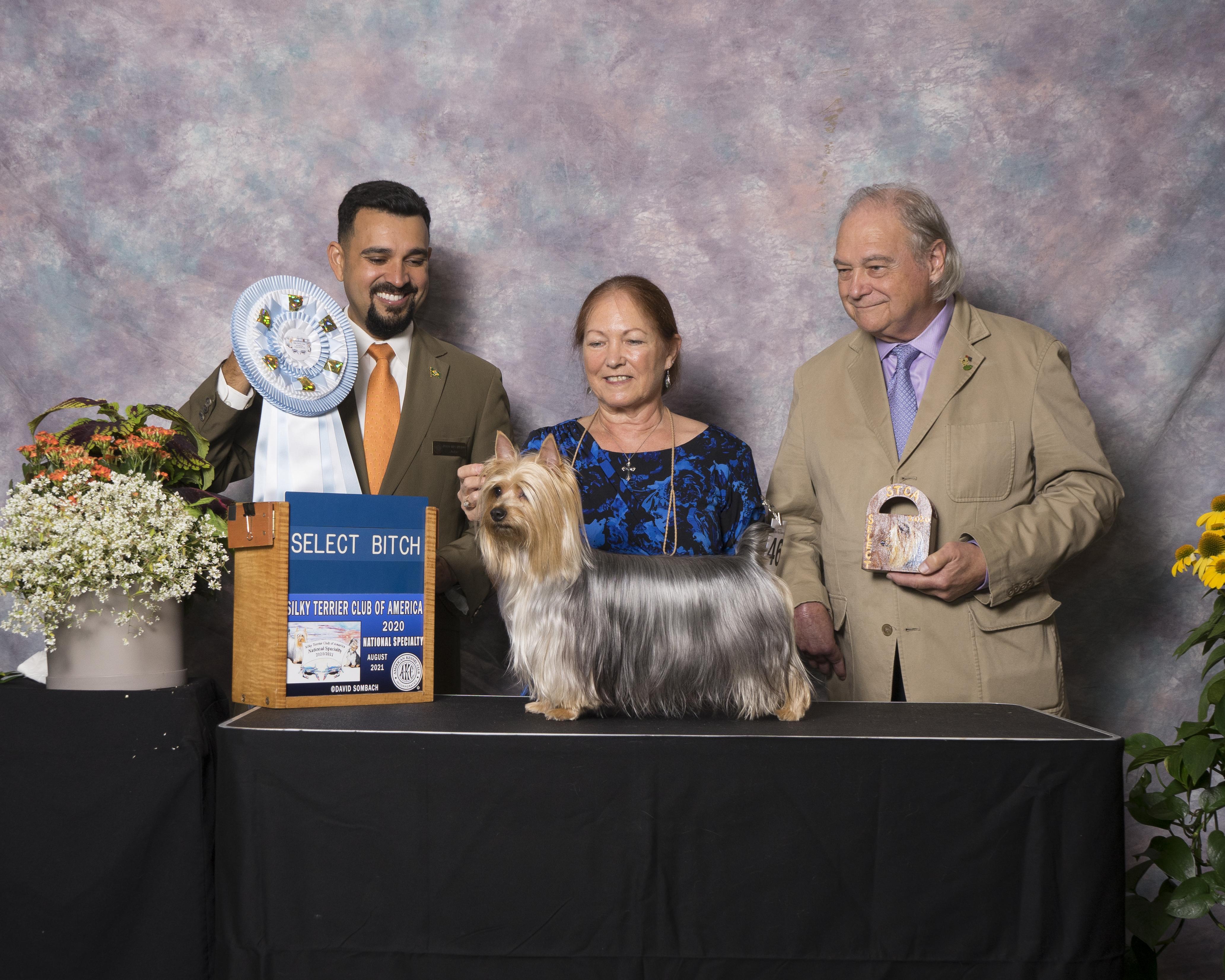 Blu Diamond in Florida | Silky Terrier puppies | Good Dog
