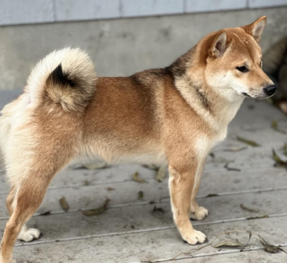 Midnight Shiba Kennel in Washington | Shiba Inu puppies | Good Dog