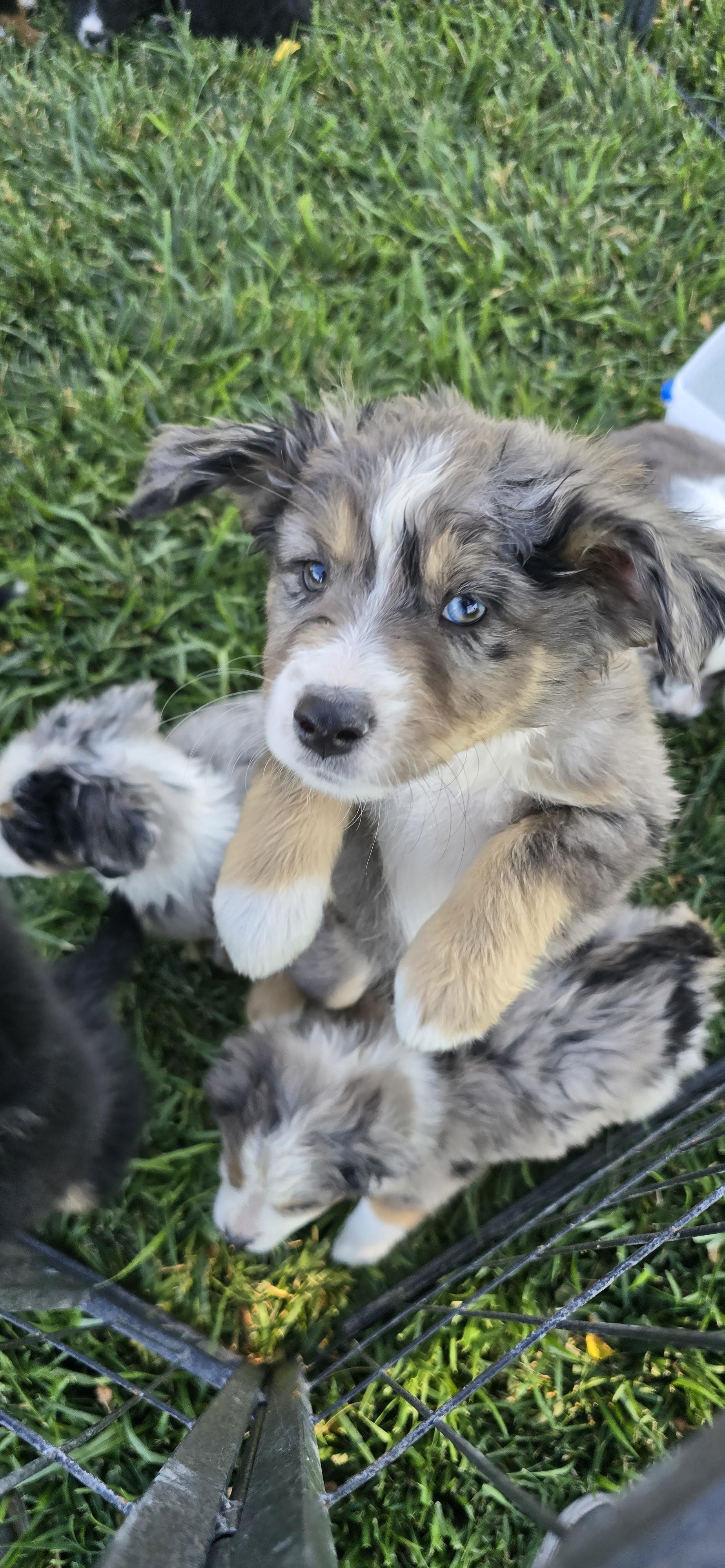 D & L Mini Aussies in Idaho | Miniature Australian Shepherd puppies ...