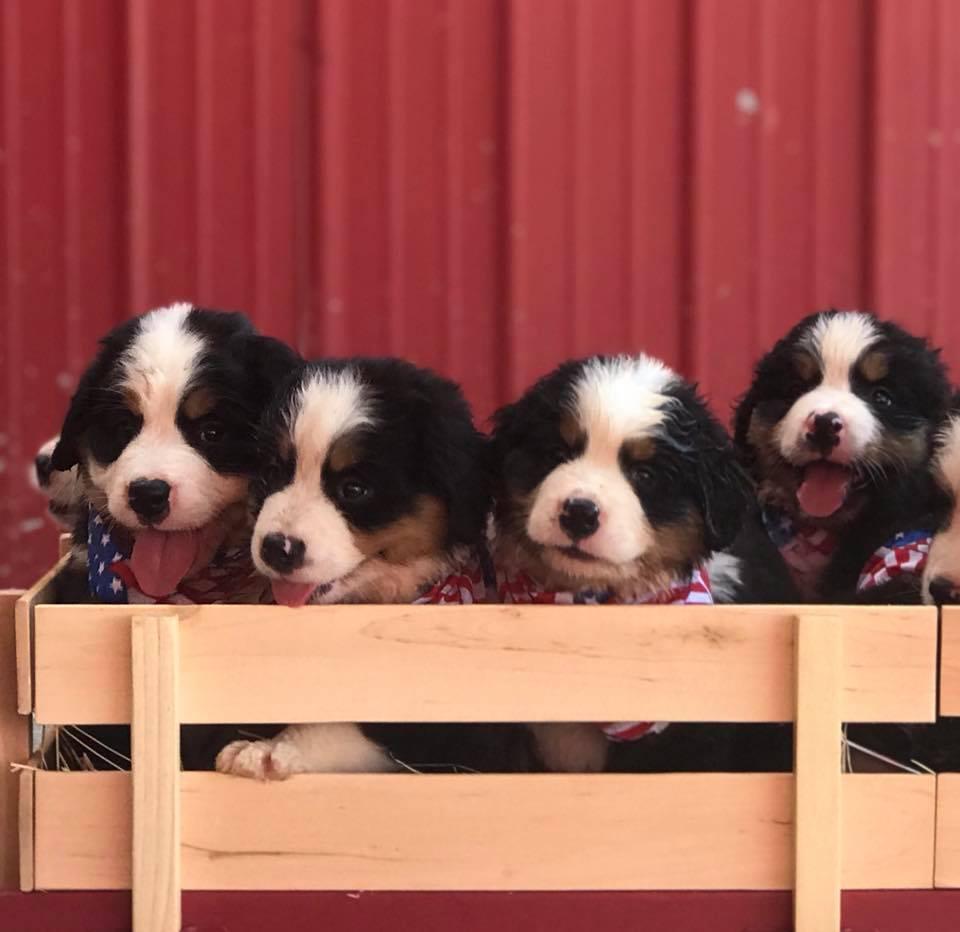 Brooks Berner Bears & Brussels Griffons in Georgia | Bernese Mountain ...