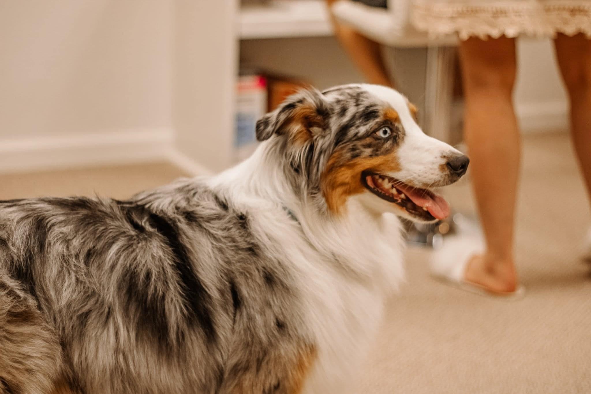 Big Spring Aussies in Texas | Australian Shepherd puppies | Good Dog